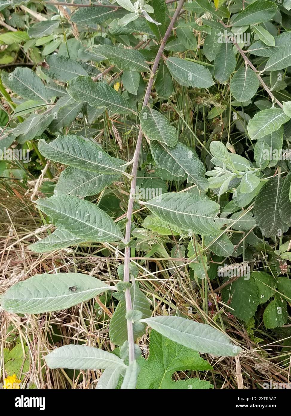 Sitka willow (Salix sitchensis) Plantae Stock Photo - Alamy