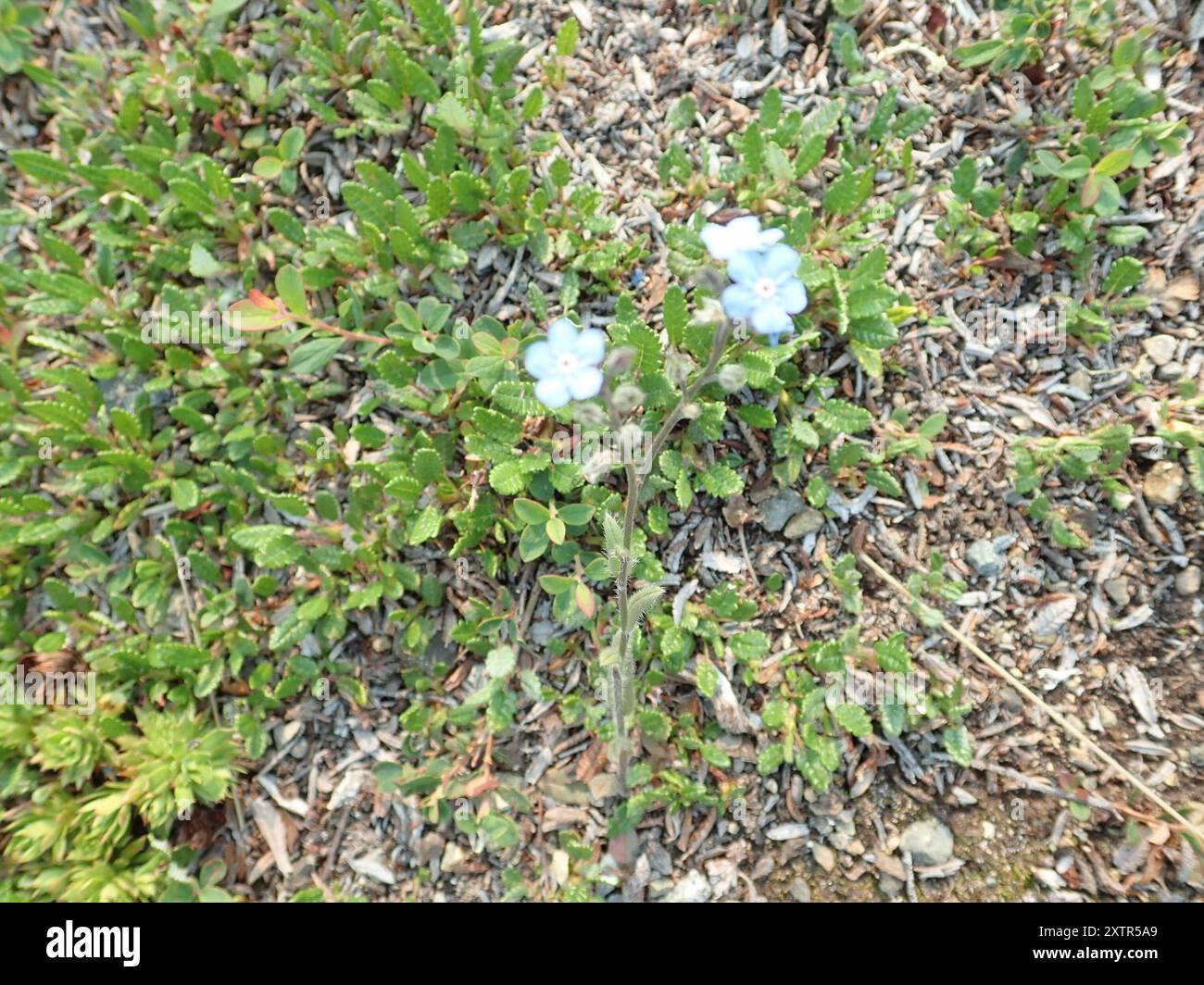 mountain forget-me-not (Myosotis asiatica) Plantae Stock Photo - Alamy