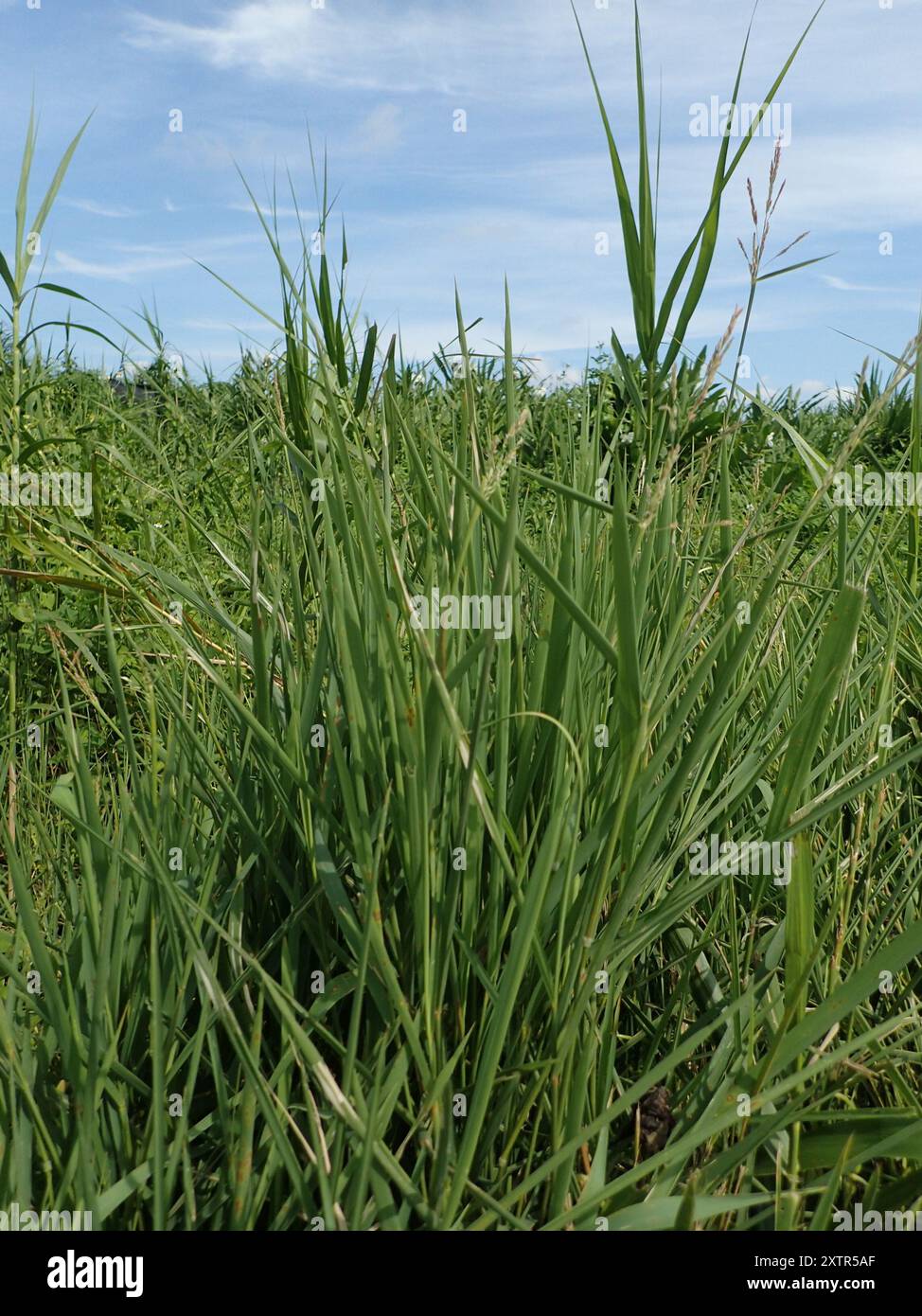 Native rice grass (Leersia hexandra) Plantae Stock Photo - Alamy