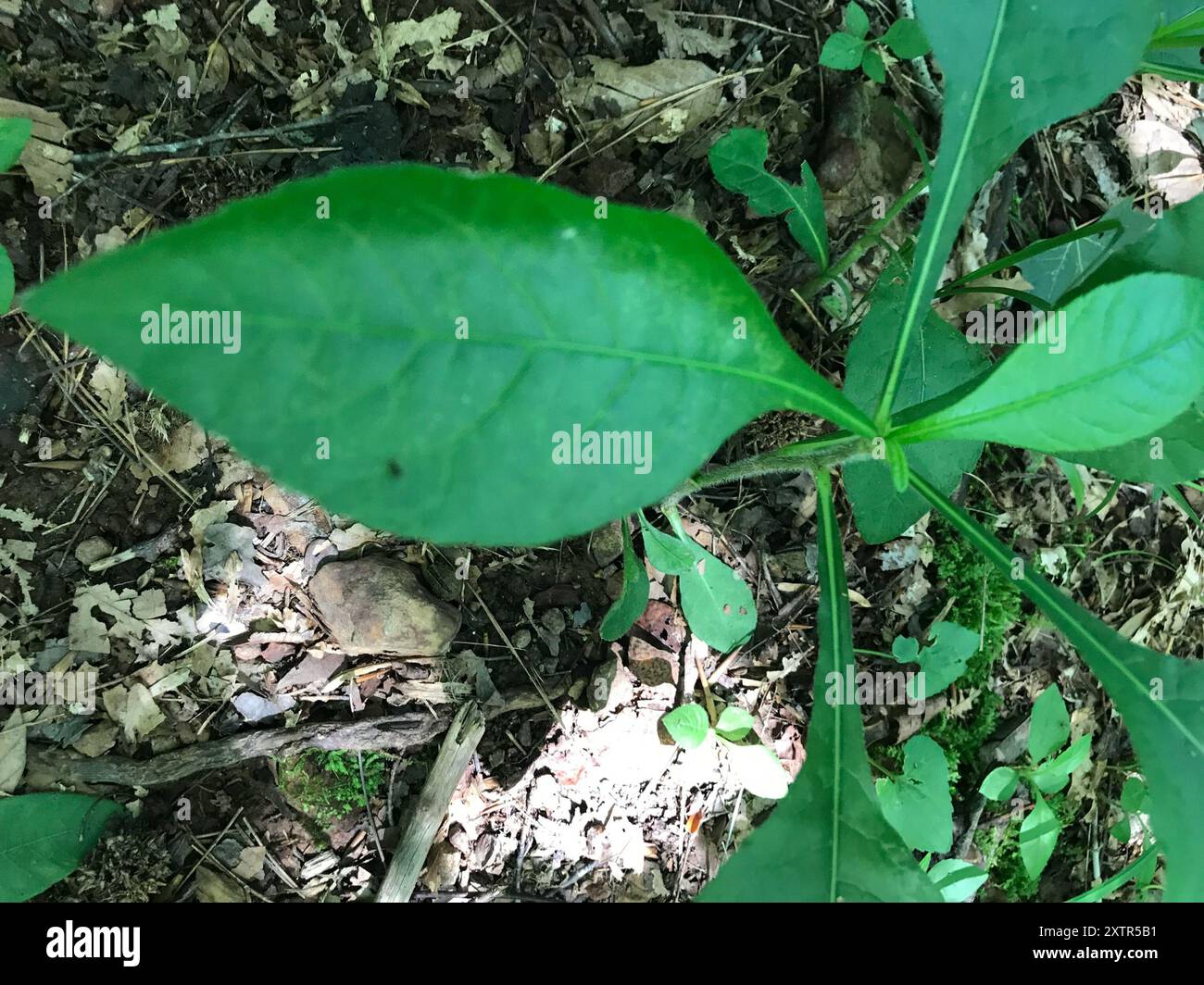 leafy elephant's-foot (Elephantopus carolinianus) Plantae Stock Photo ...