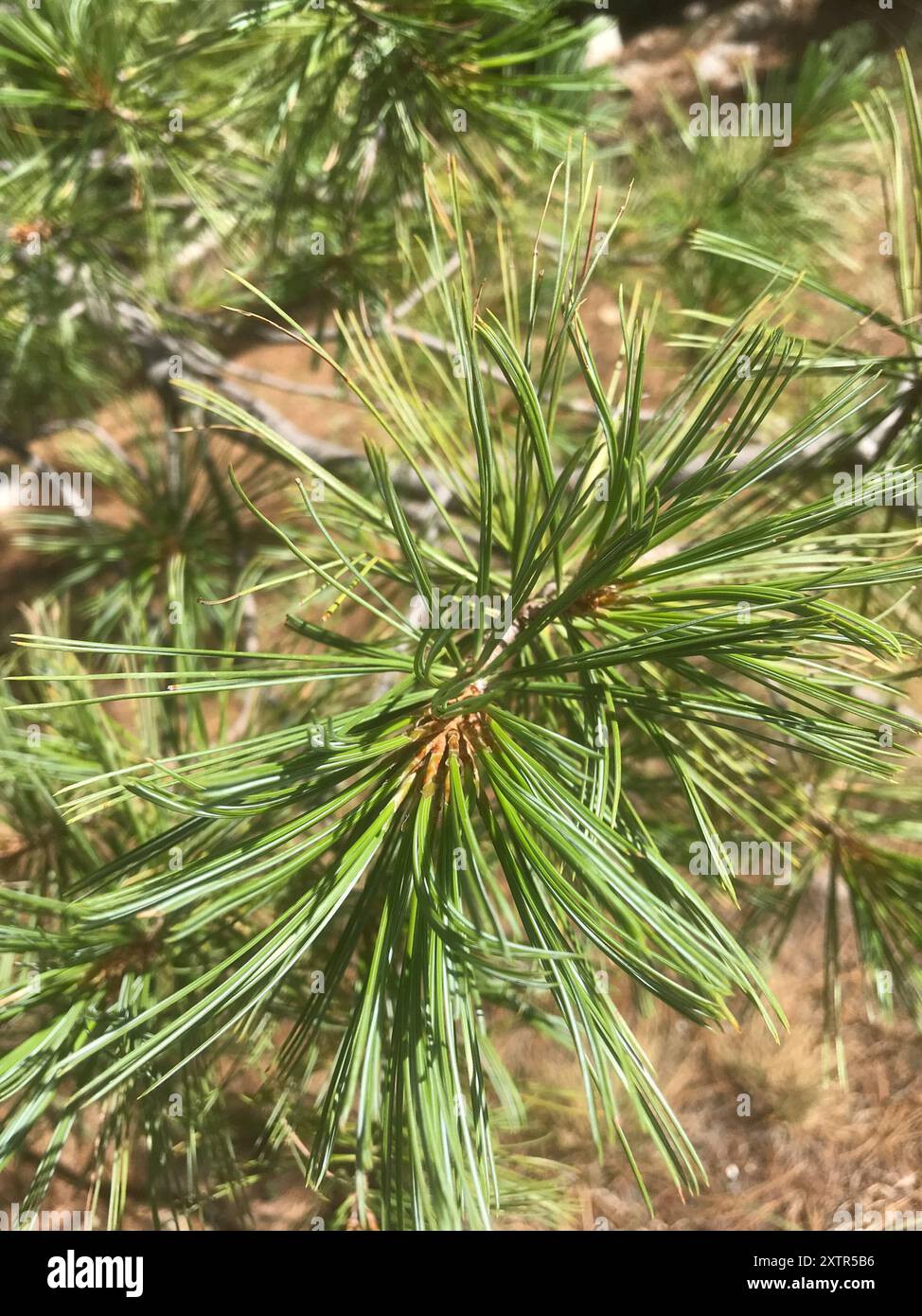 southwestern white pine (Pinus strobiformis) Plantae Stock Photo - Alamy
