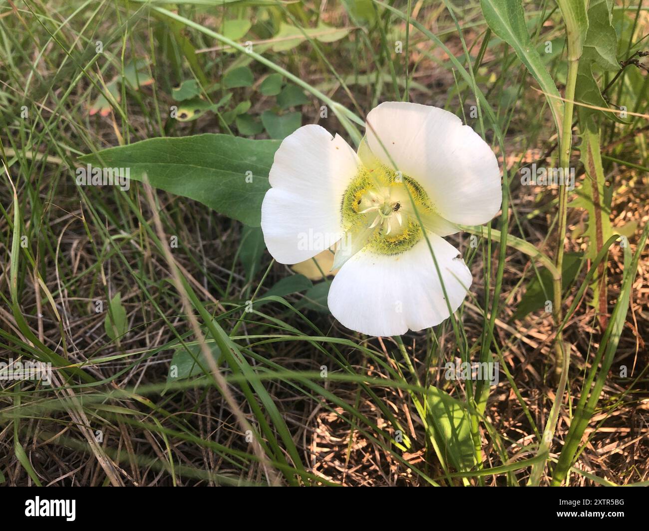 Gunnison's Mariposa Lily (Calochortus gunnisonii) Plantae Stock Photo ...