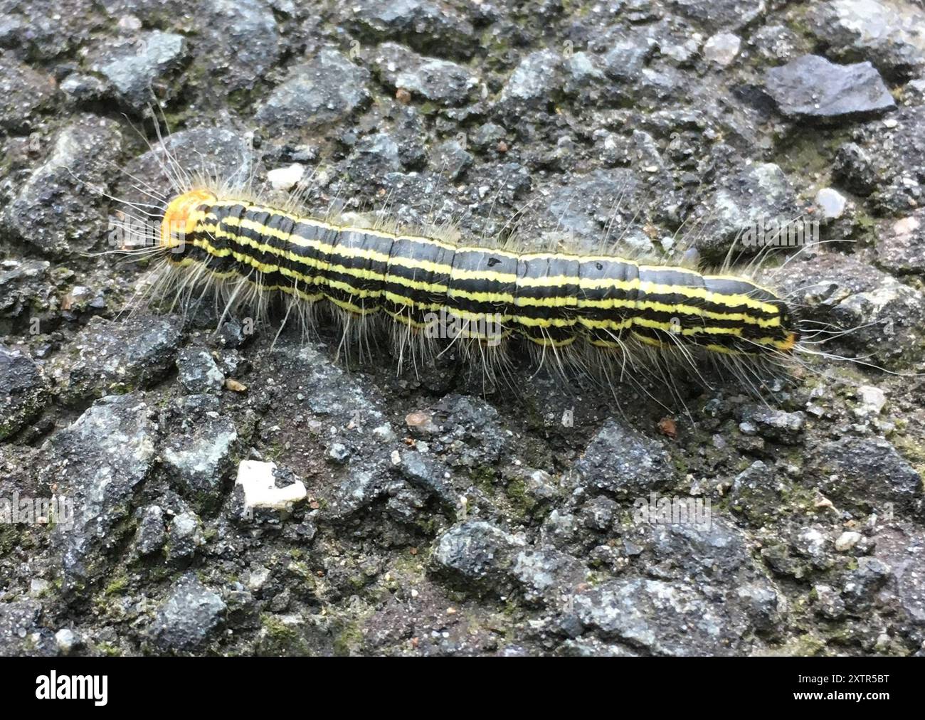 Yellow-necked Caterpillar Moth (Datana ministra) Insecta Stock Photo ...