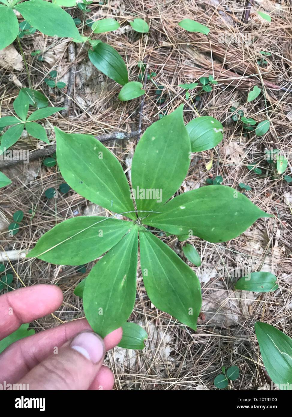 Cucumber Root (Medeola virginiana) Plantae Stock Photo - Alamy