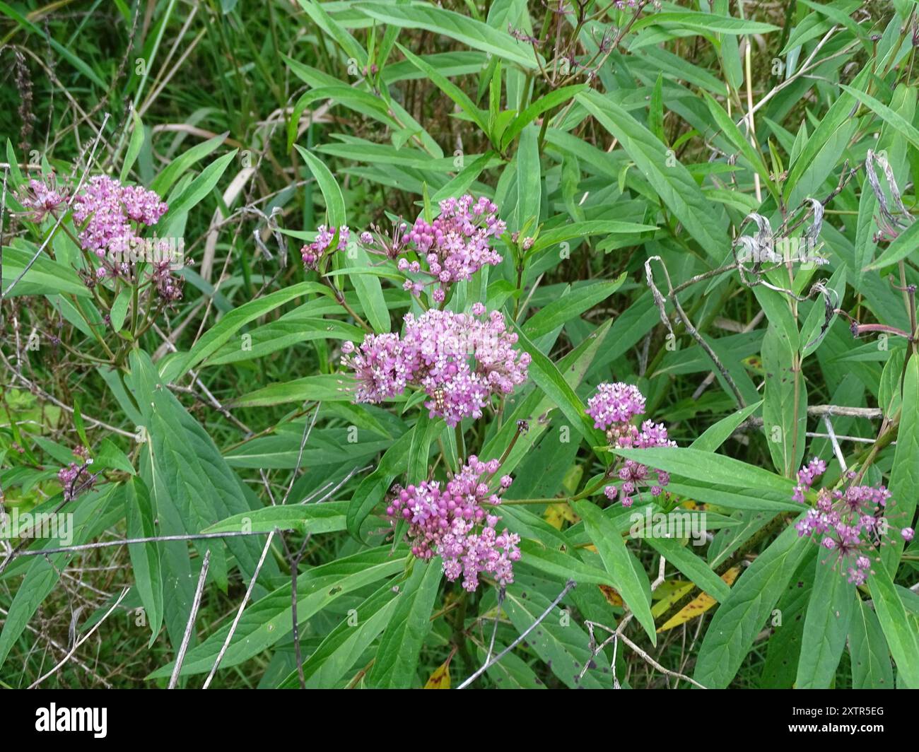 swamp milkweed (Asclepias incarnata) Plantae Stock Photo - Alamy