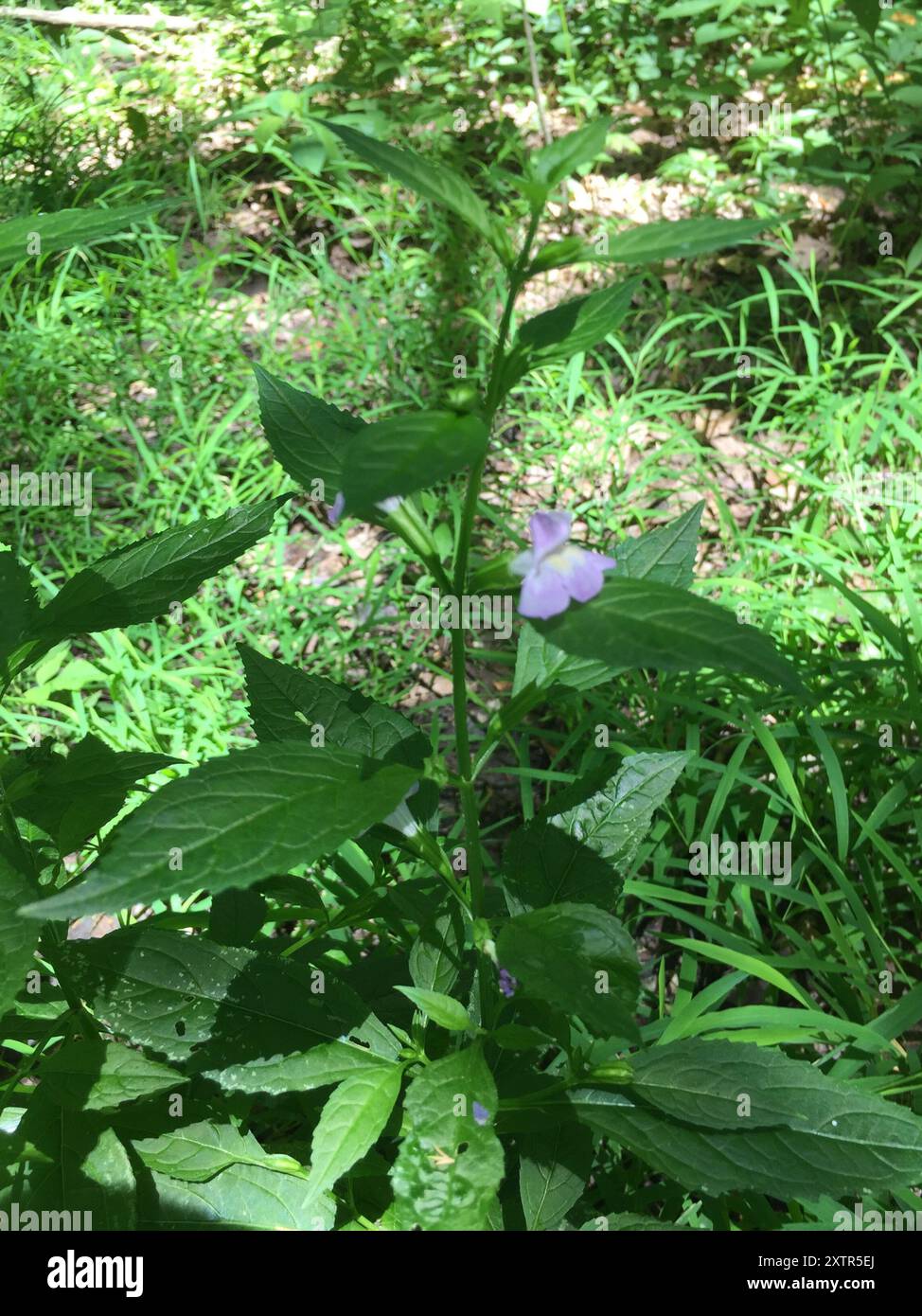 sharpwing monkeyflower (Mimulus alatus) Plantae Stock Photo - Alamy
