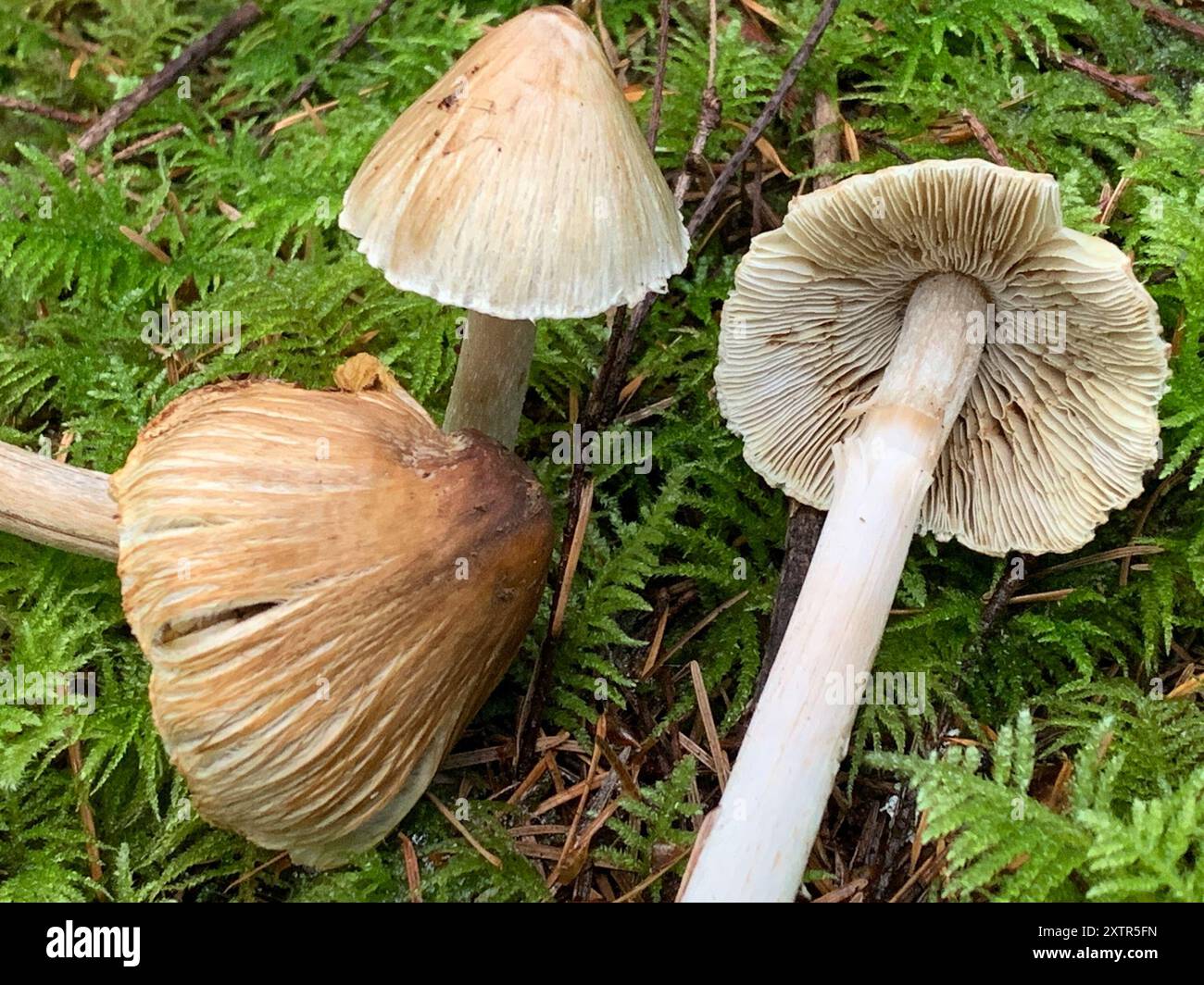 split fibrecap (Pseudosperma rimosum) Fungi Stock Photo - Alamy