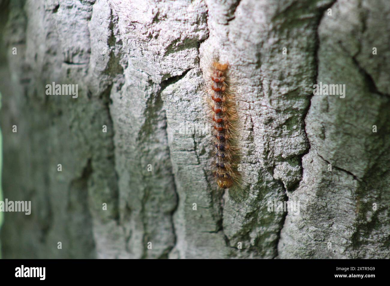 Spongy Moth (Lymantria dispar) Insecta Stock Photo - Alamy
