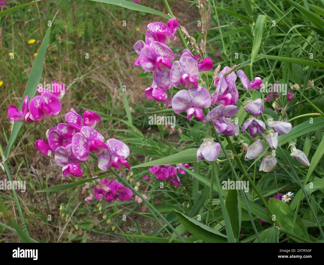 broad-leaved sweet pea (Lathyrus latifolius) Plantae Stock Photo - Alamy