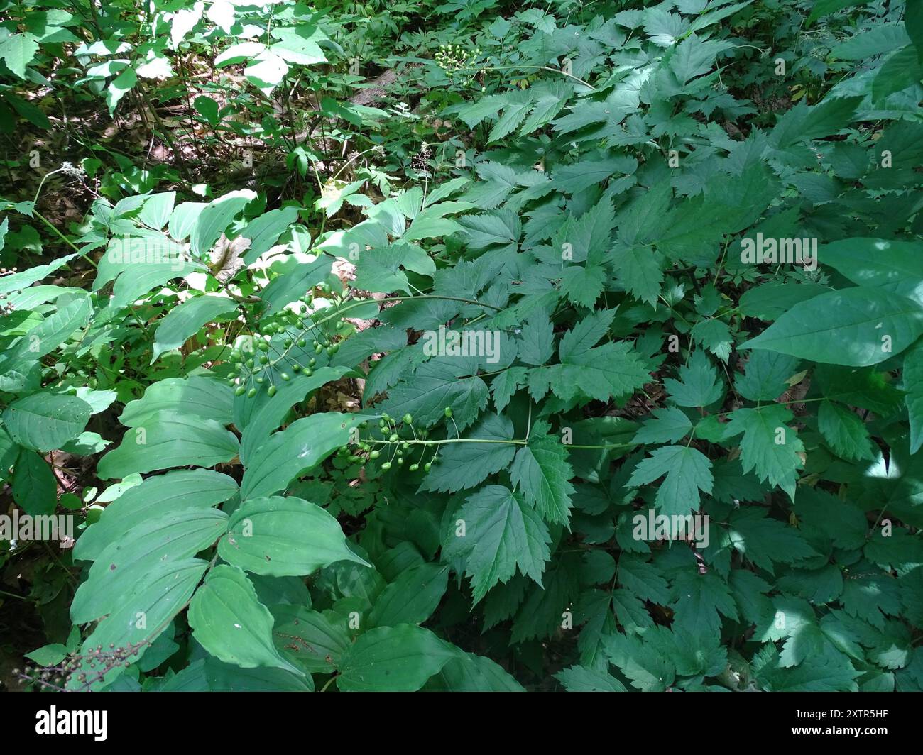 red baneberry (Actaea rubra) Plantae Stock Photo - Alamy