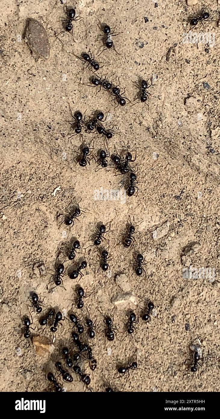 Citronella Ants, Fuzzy Ants, and Allies (Lasius) Insecta Stock Photo ...