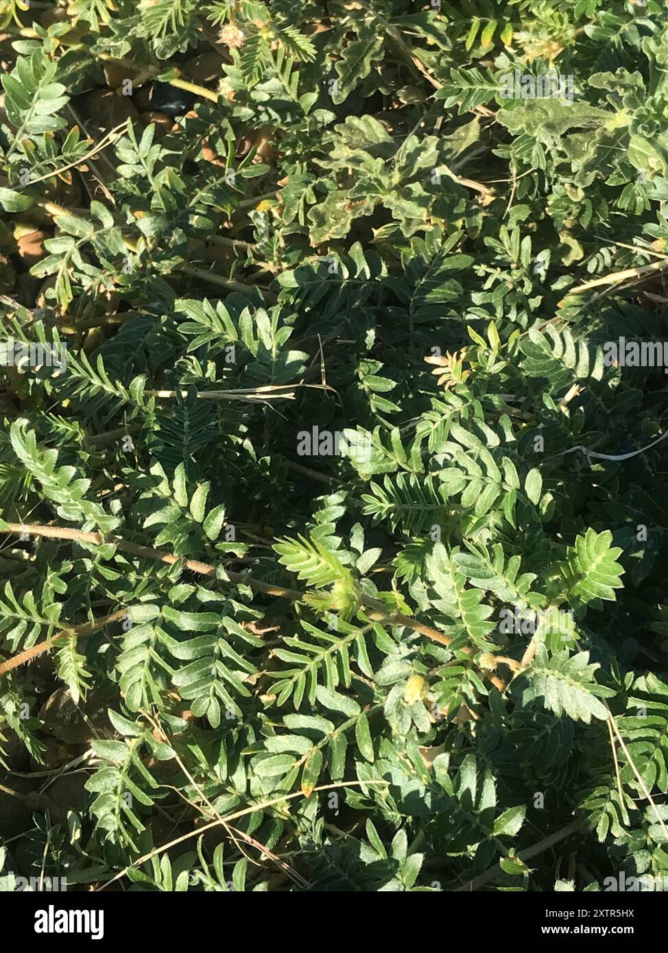 puncture vine (Tribulus terrestris) Plantae Stock Photo - Alamy