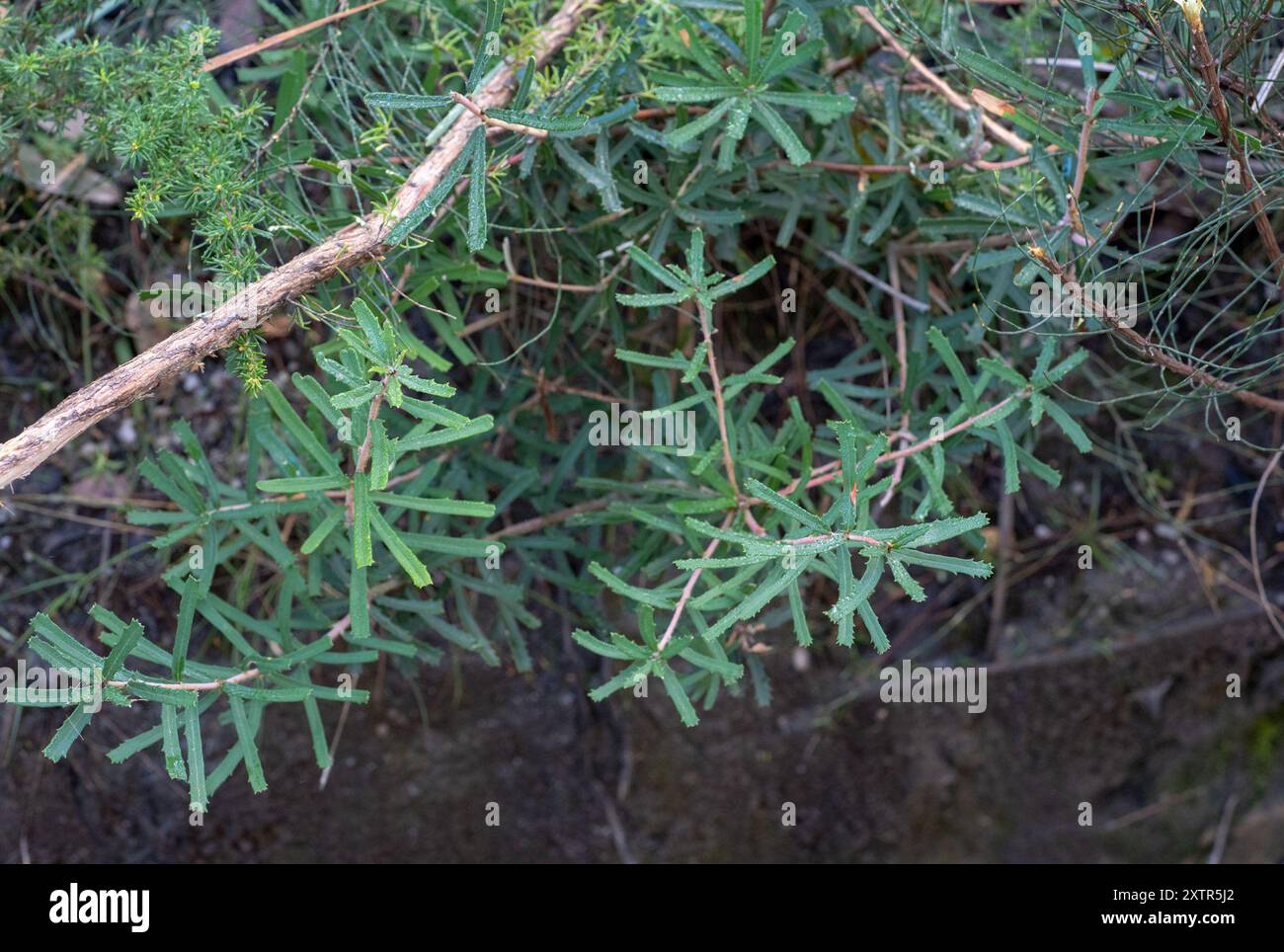 Silver Banksia (Banksia marginata) Plantae Stock Photo - Alamy
