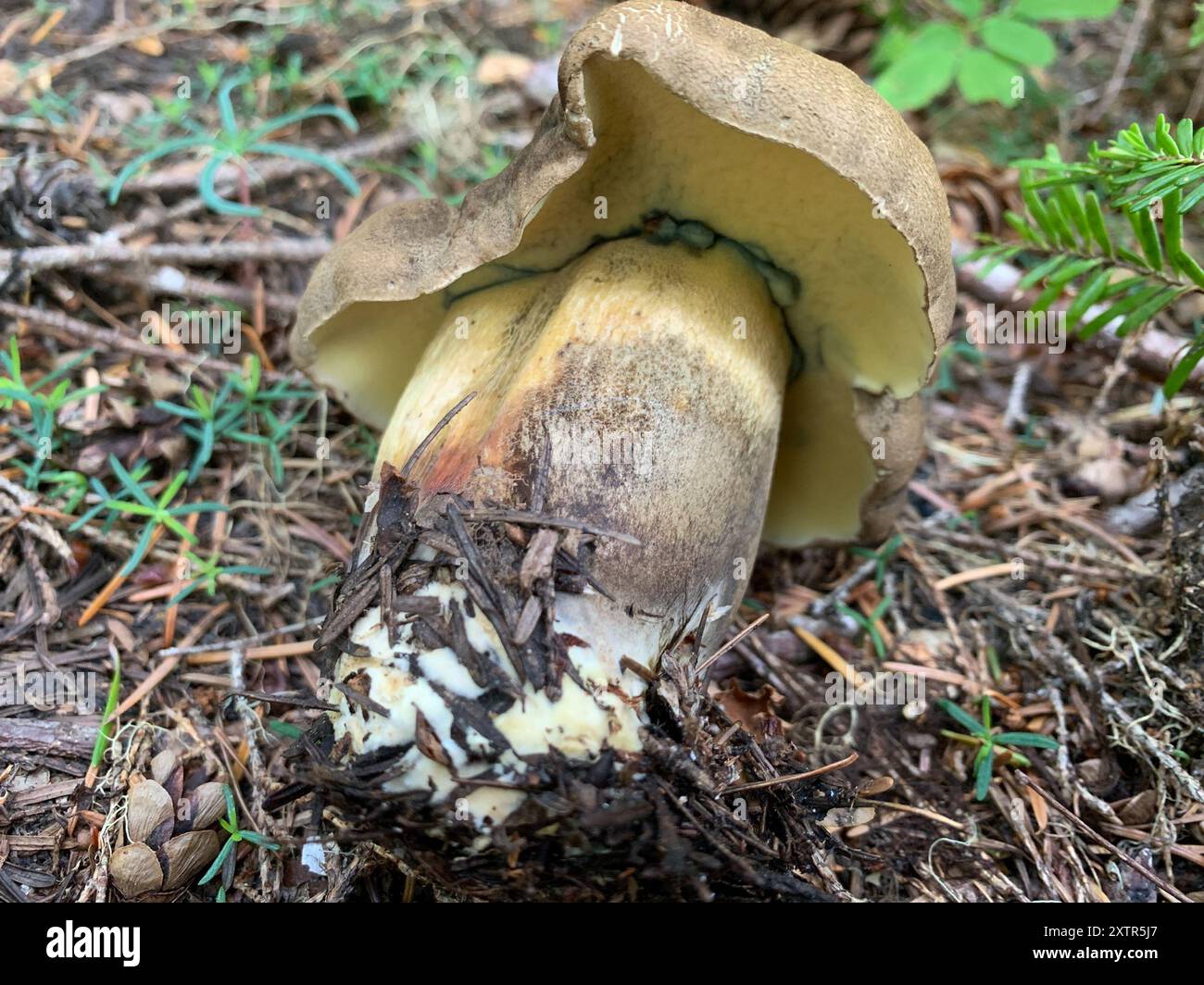 Dark Bitter Bolete (Caloboletus conifericola) Fungi Stock Photo - Alamy
