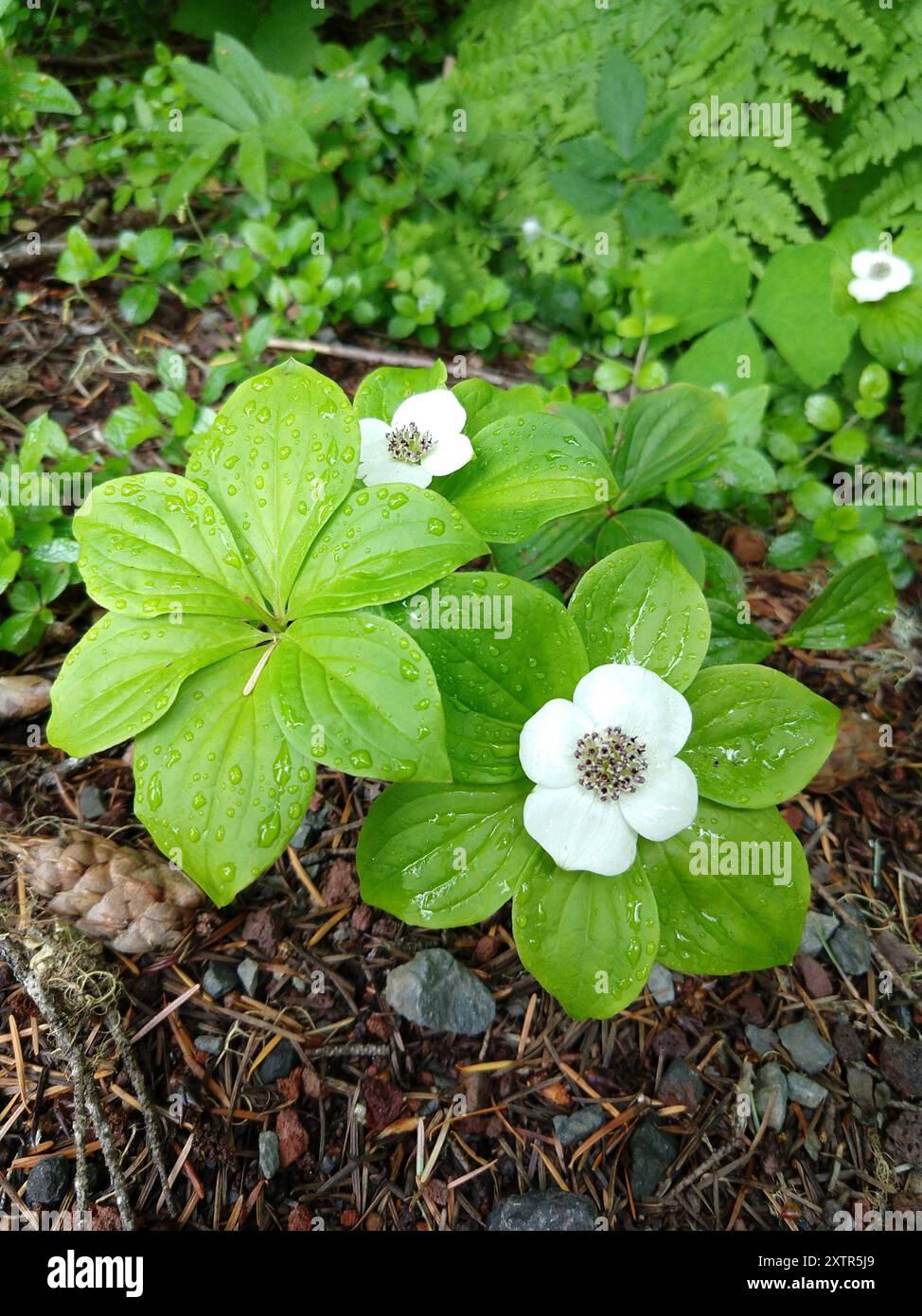Western Bunchberry (Cornus unalaschkensis) Plantae Stock Photo - Alamy