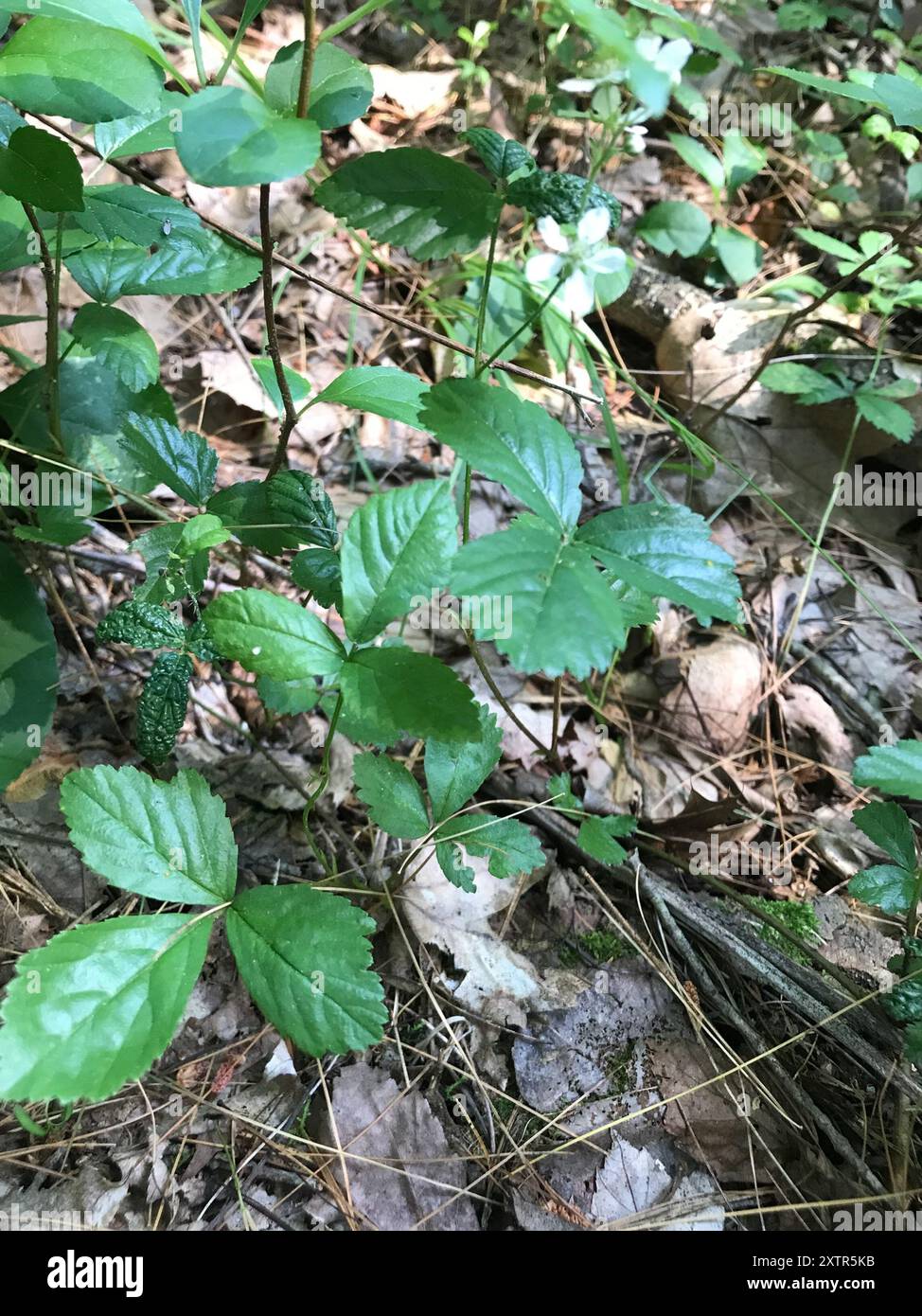 swamp dewberry (Rubus hispidus) Plantae Stock Photo - Alamy