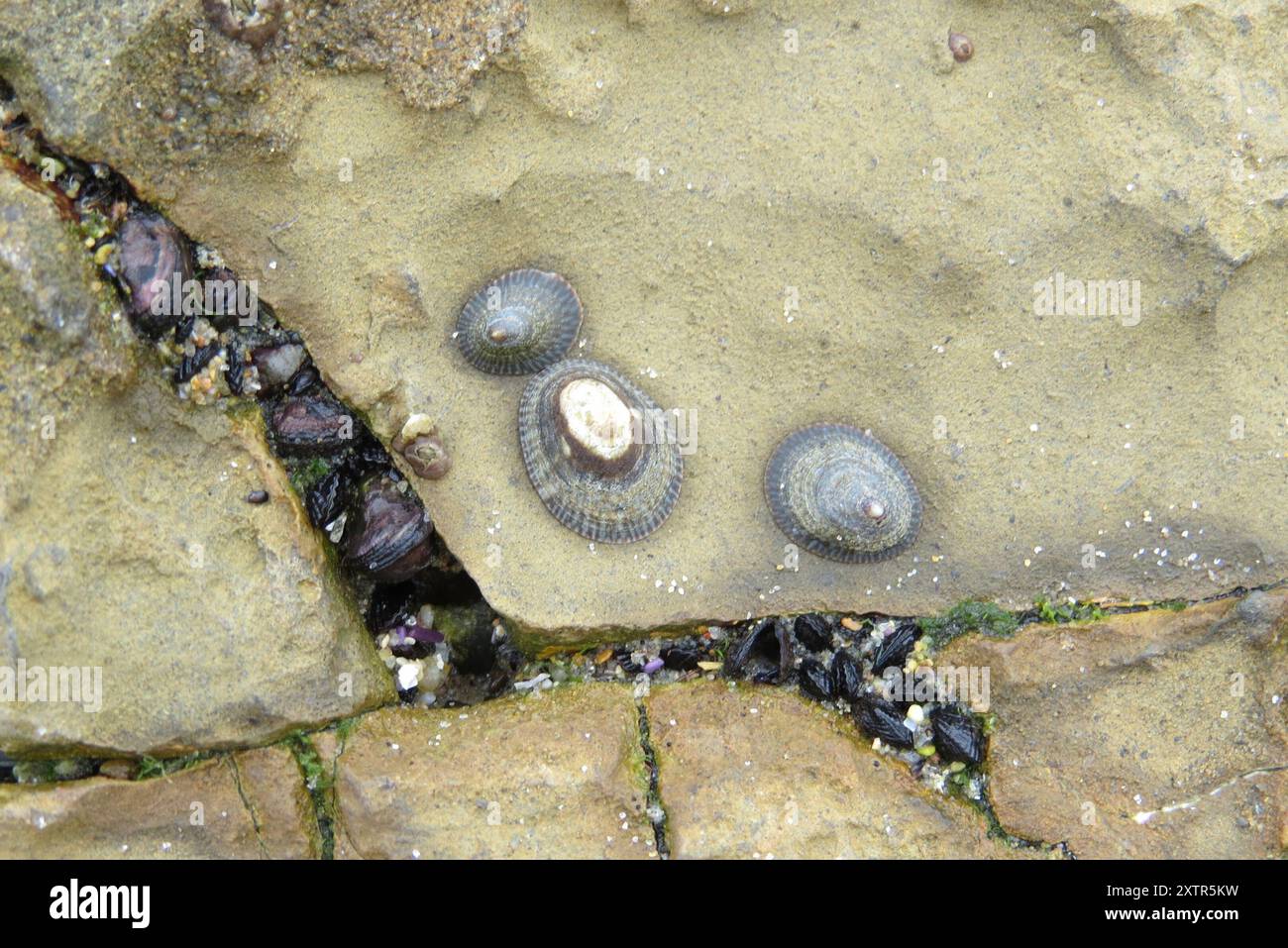 Lottia Limpets (Lottia) Mollusca Stock Photo - Alamy