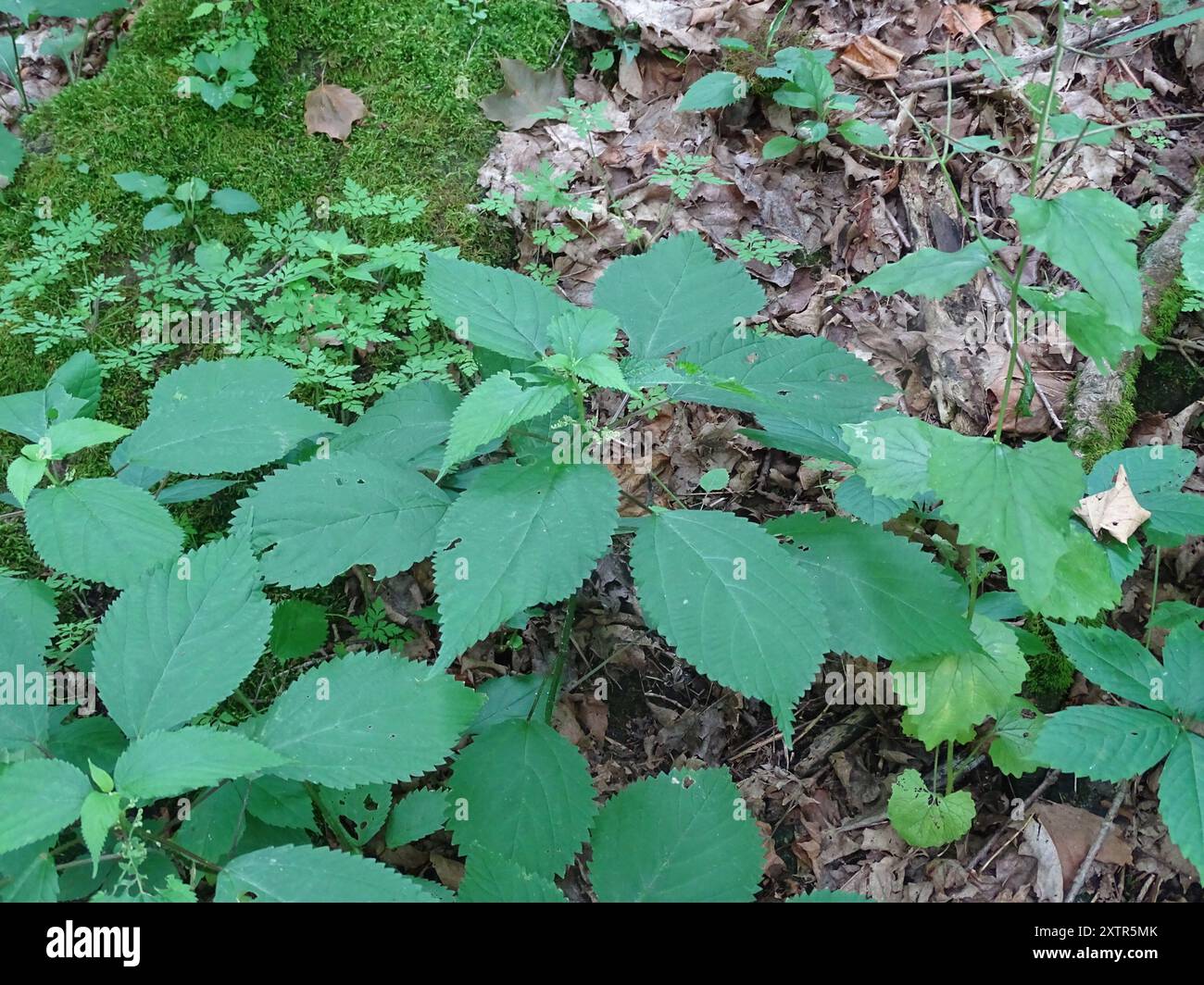 wood nettle (Laportea canadensis) Plantae Stock Photo - Alamy