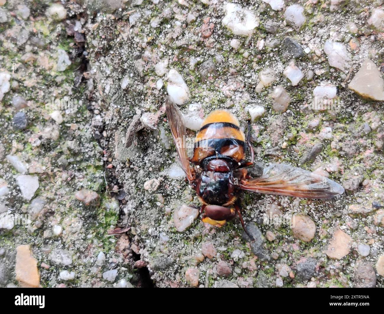 Hornet Mimic Hover Fly (Volucella zonaria) Insecta Stock Photo - Alamy