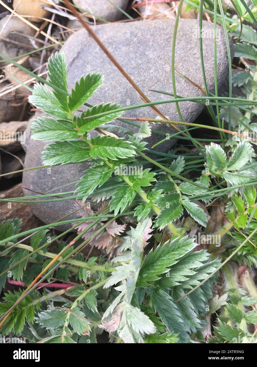 common silverweed (Argentina anserina) Plantae Stock Photo - Alamy