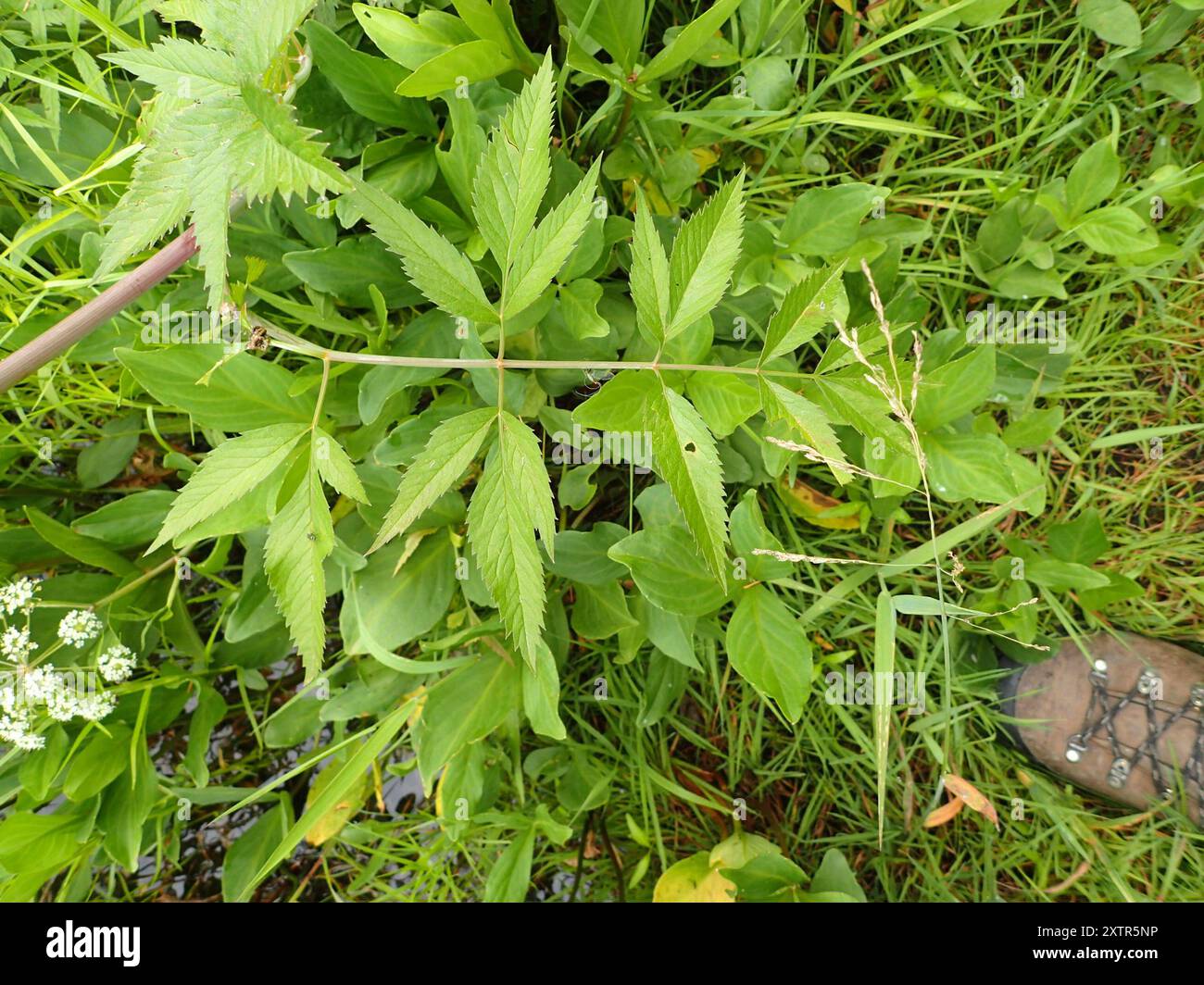 Western Water Hemlock (Cicuta douglasii) Plantae Stock Photo - Alamy