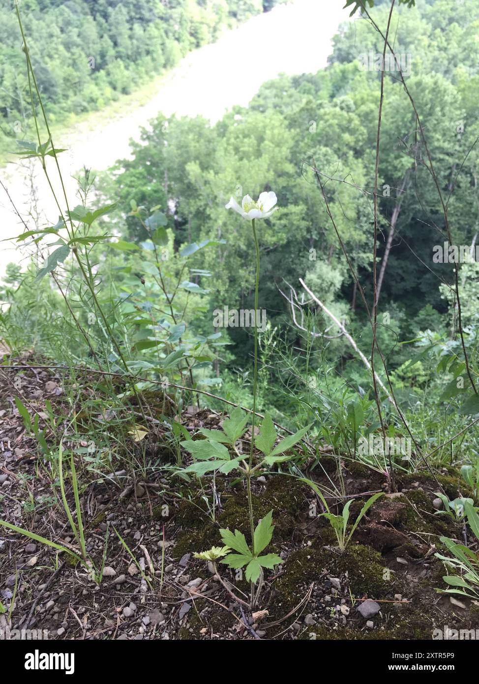 tall thimbleweed (Anemone virginiana) Plantae Stock Photo - Alamy