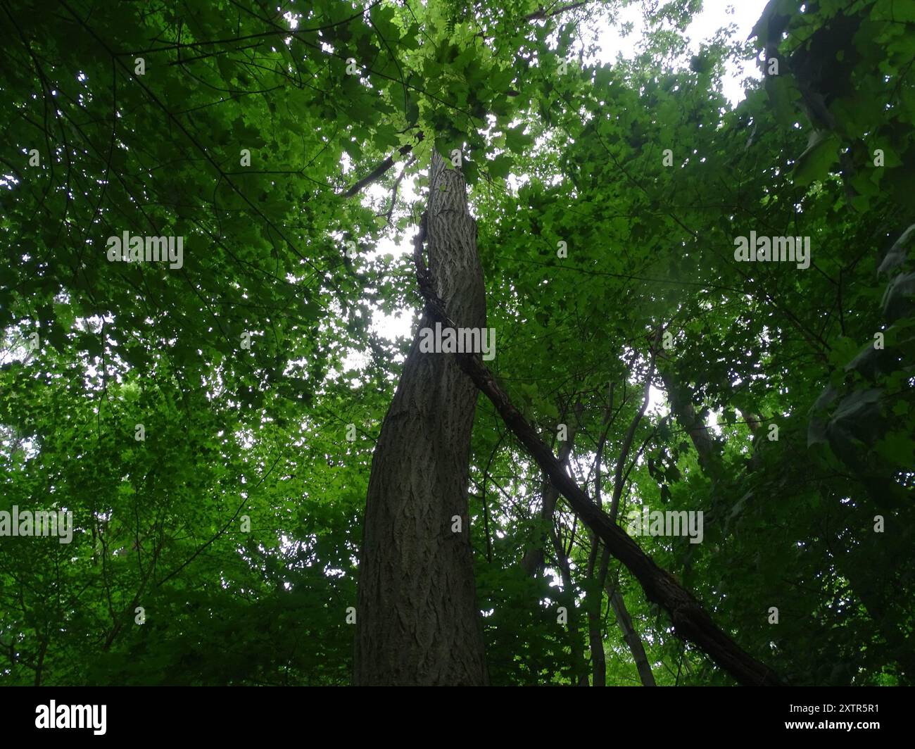 Butternut (Juglans cinerea) Plantae Stock Photo - Alamy