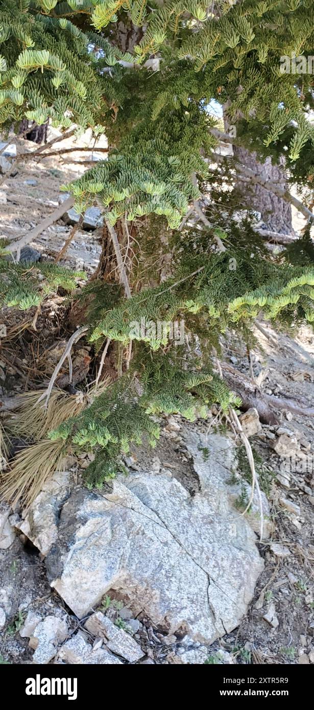 white fir (Abies concolor) Plantae Stock Photo - Alamy