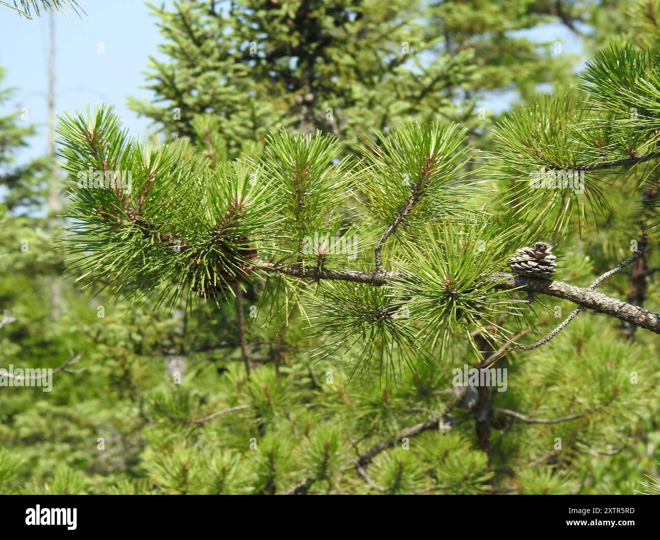 pitch pine (Pinus rigida) Plantae Stock Photo - Alamy
