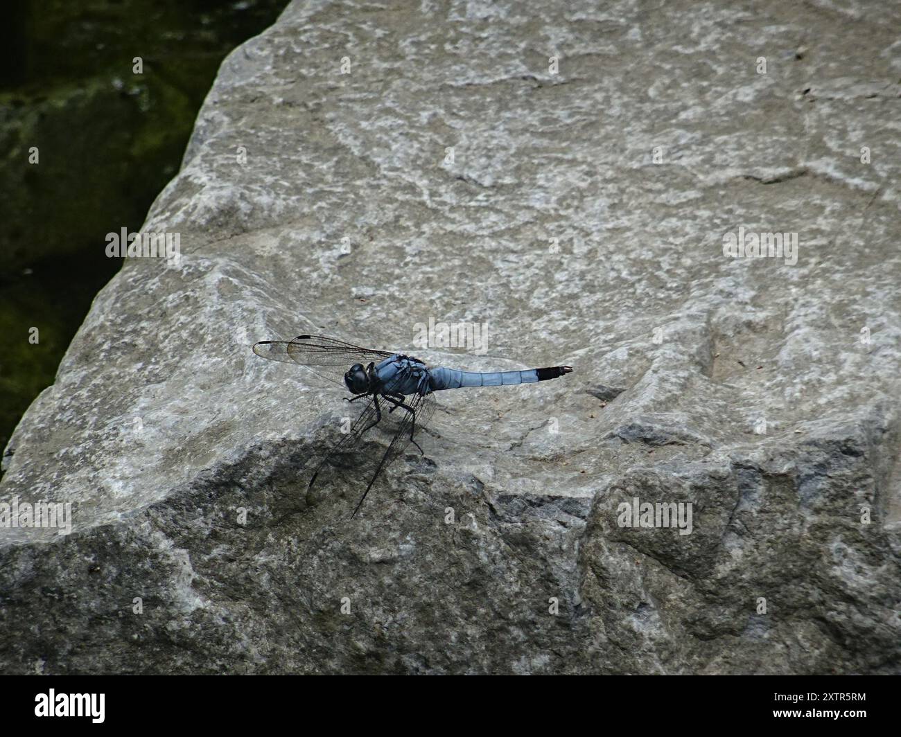 Greater Blue Skimmer (Orthetrum melania) Insecta Stock Photo - Alamy