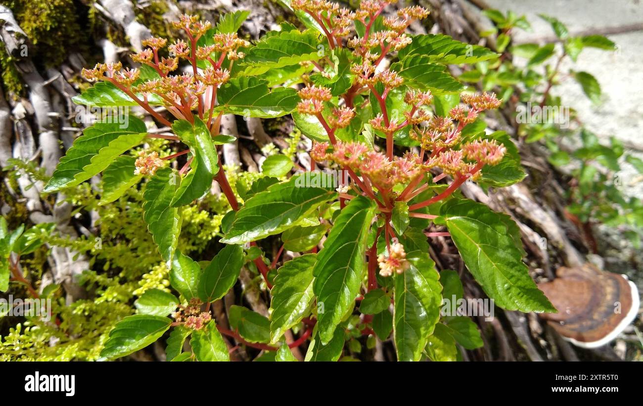 Laportea hi-res stock photography and images - Alamy