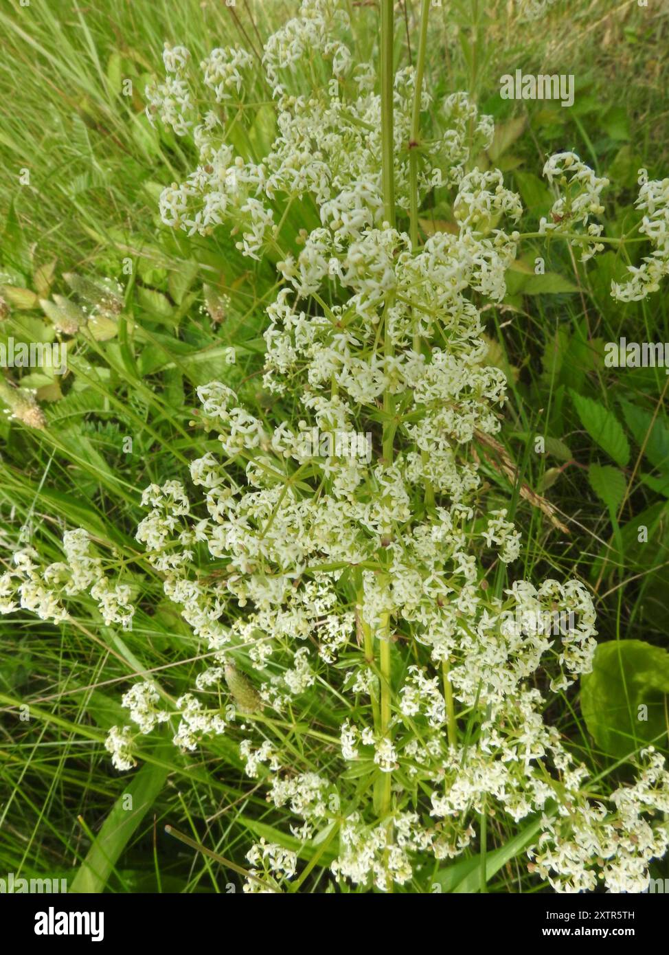 white bedstraw (Galium album) Plantae Stock Photo - Alamy