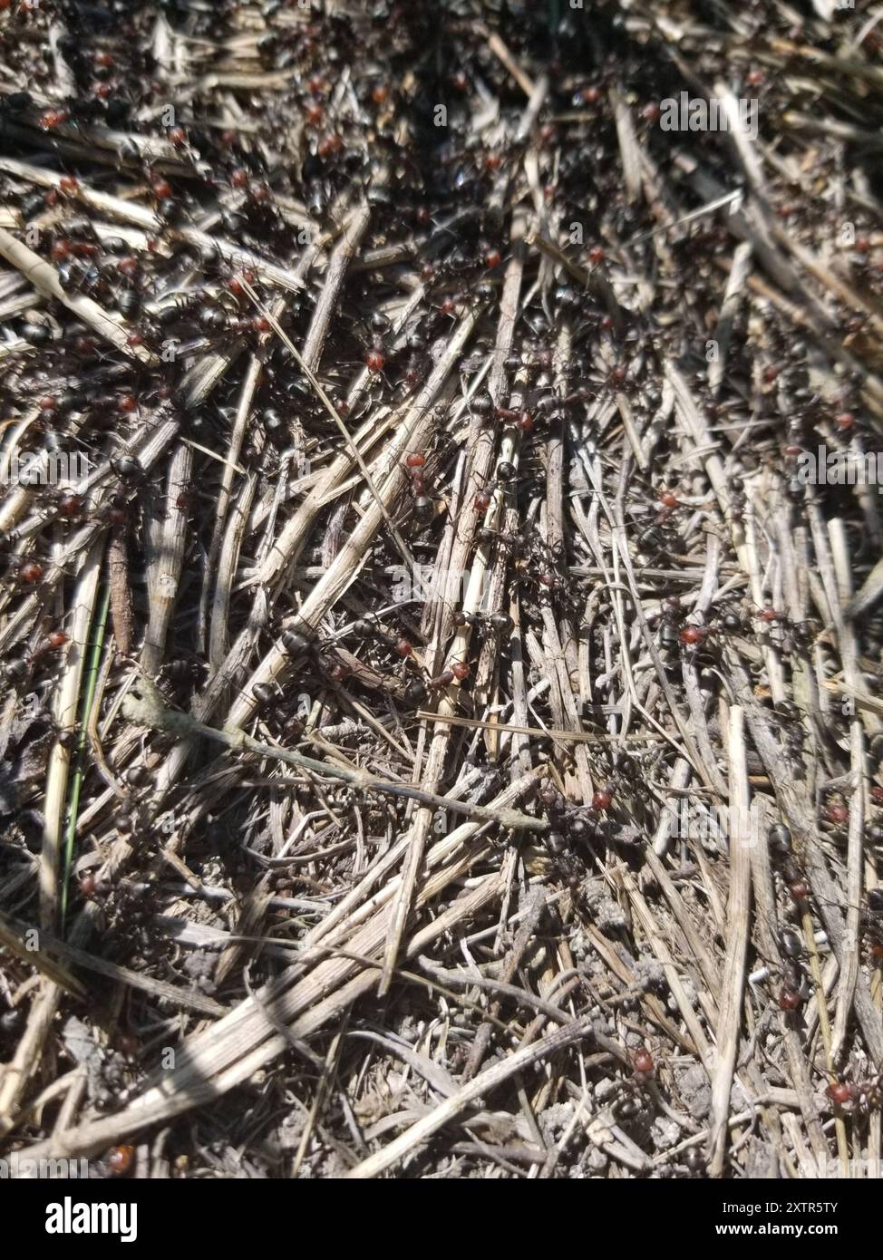 Western Thatching Ant (Formica obscuripes) Insecta Stock Photo - Alamy