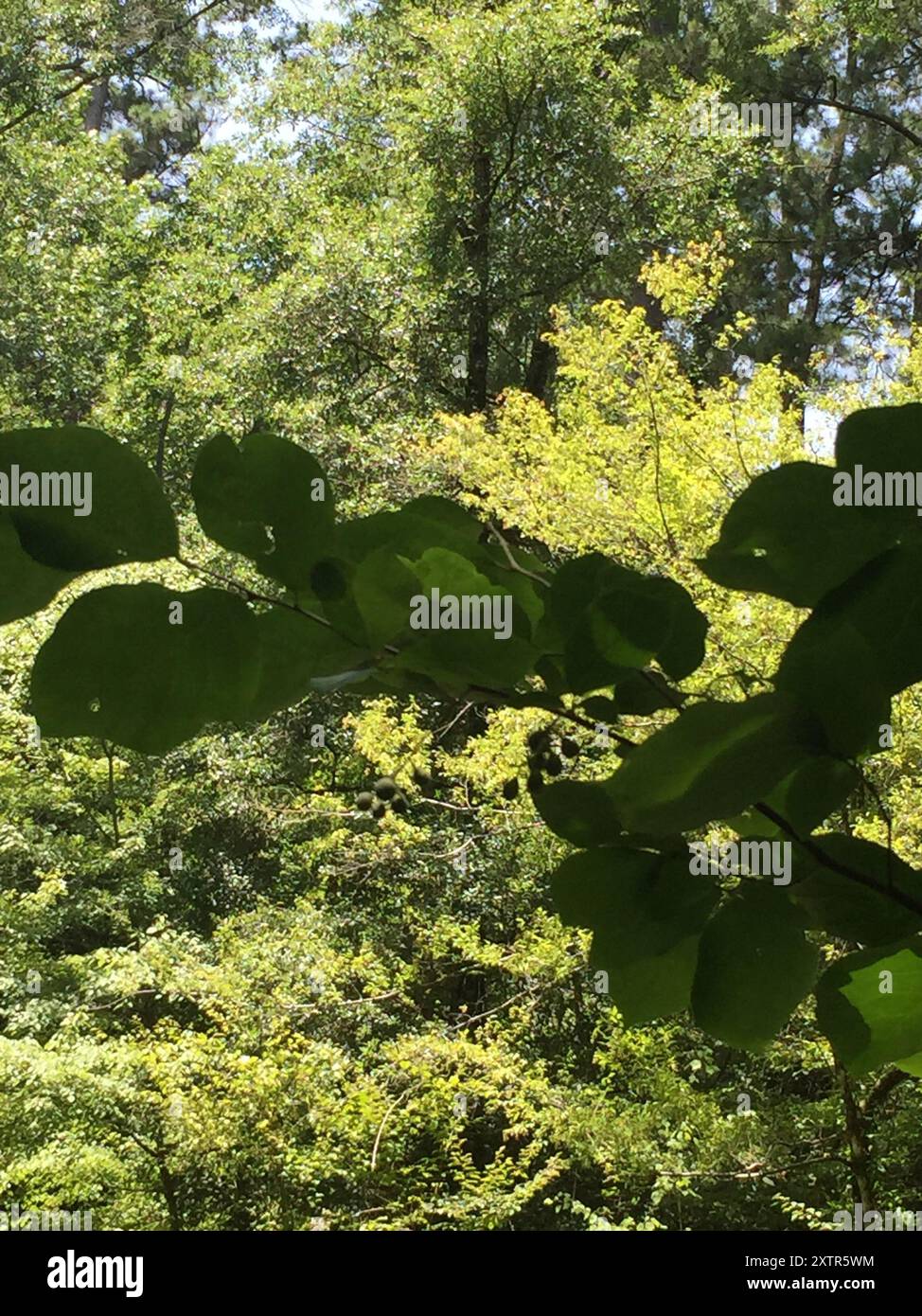 Bigleaf Snowbell (Styrax grandifolius) Plantae Stock Photo - Alamy