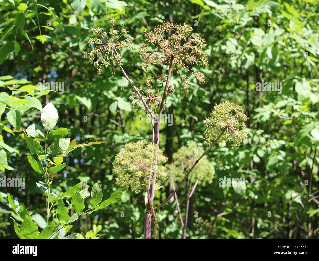 purple-stemmed angelica (Angelica atropurpurea) Plantae Stock Photo - Alamy