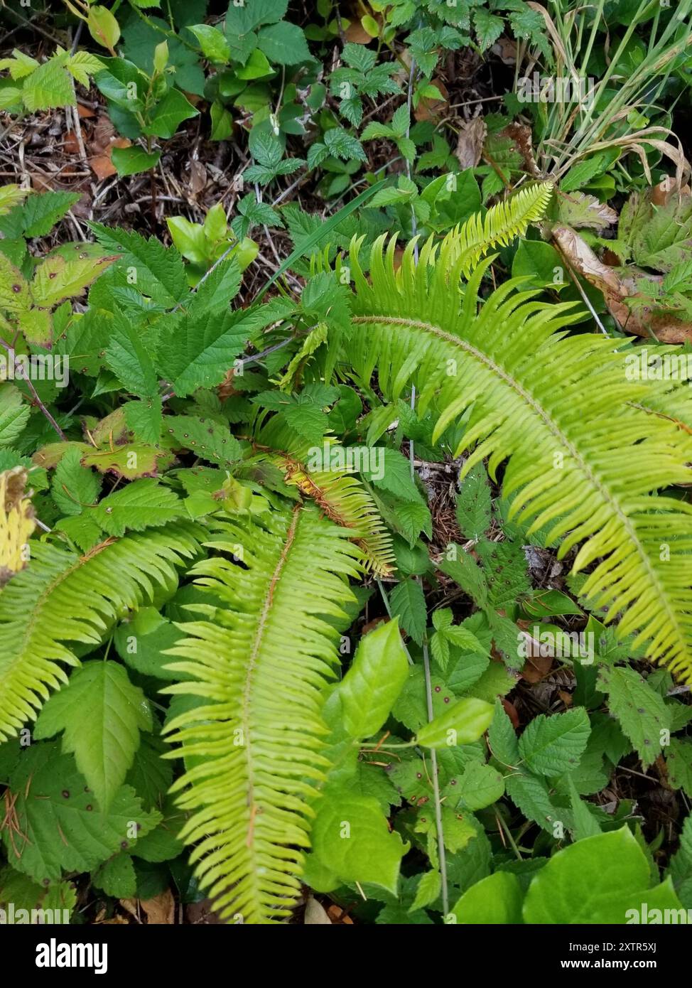 western sword fern (Polystichum munitum) Plantae Stock Photo - Alamy