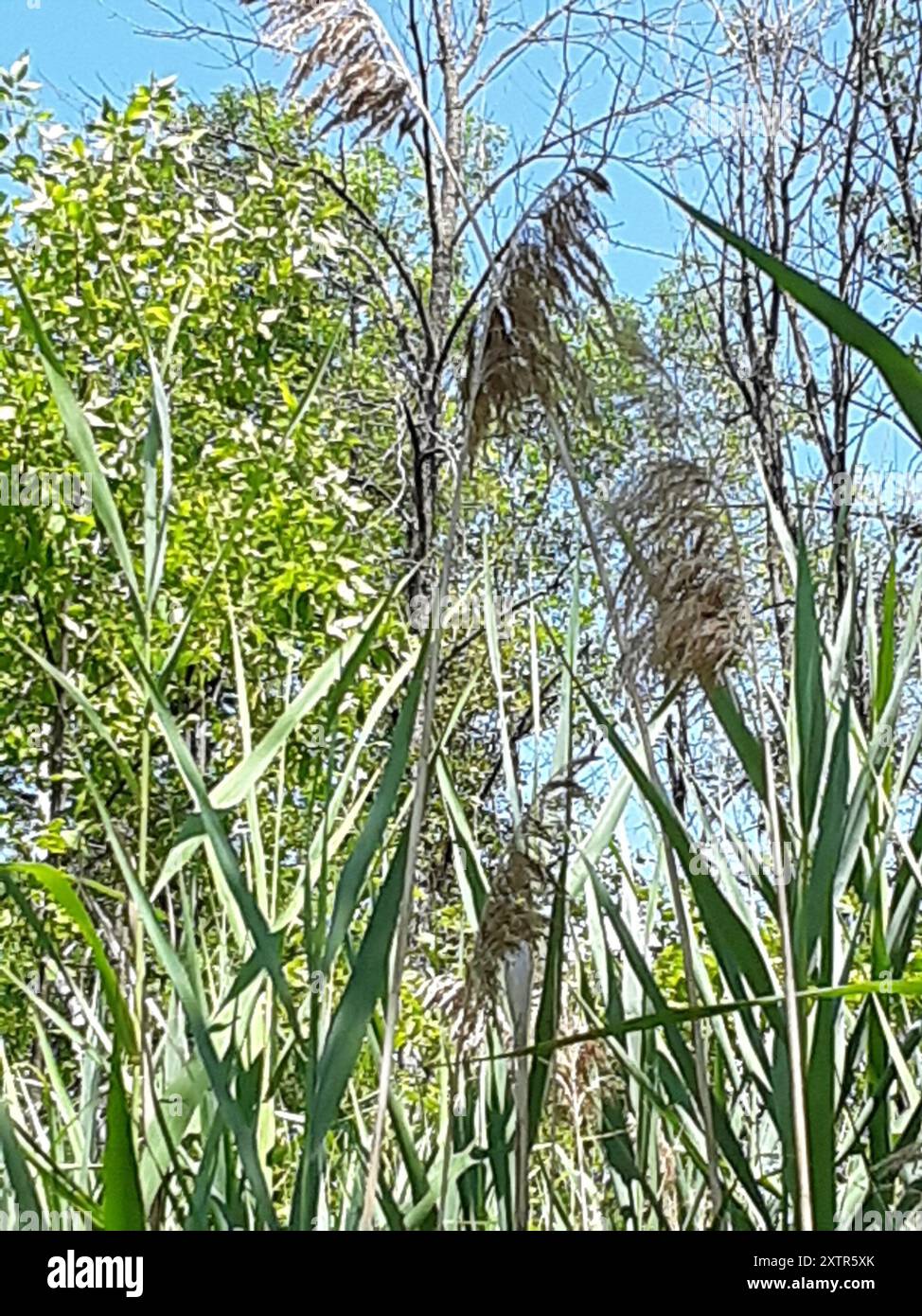 common reed (Phragmites australis) Plantae Stock Photo - Alamy