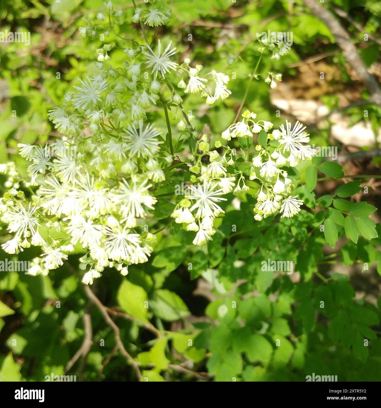 tall meadow-rue (Thalictrum pubescens) Plantae Stock Photo - Alamy