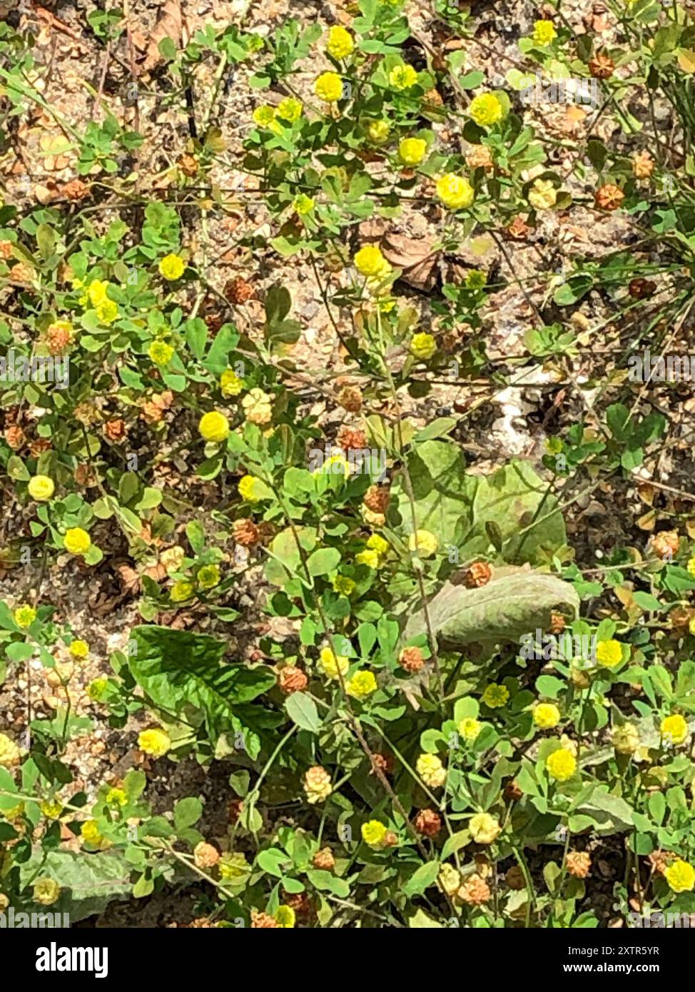 hop trefoil (Trifolium campestre) Plantae Stock Photo - Alamy