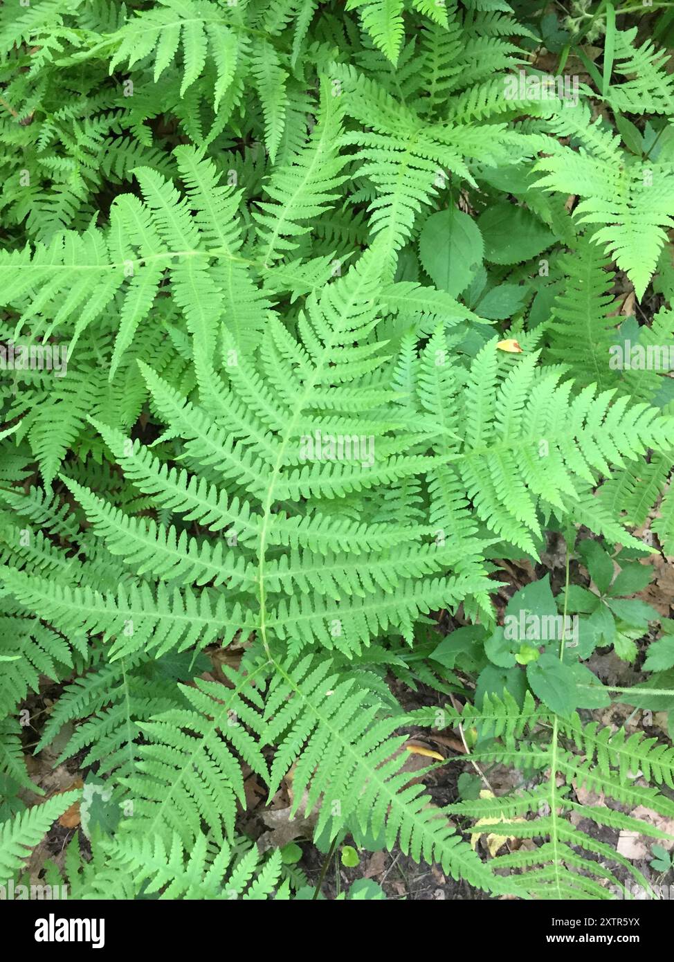 broad beech fern (Phegopteris hexagonoptera) Plantae Stock Photo - Alamy