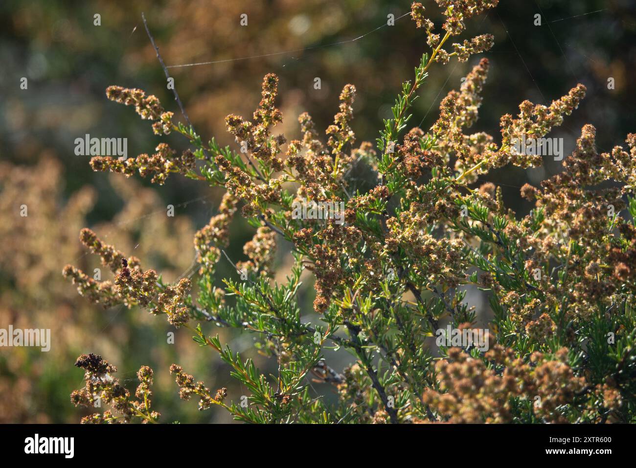 chamise (Adenostoma fasciculatum) Plantae Stock Photo - Alamy