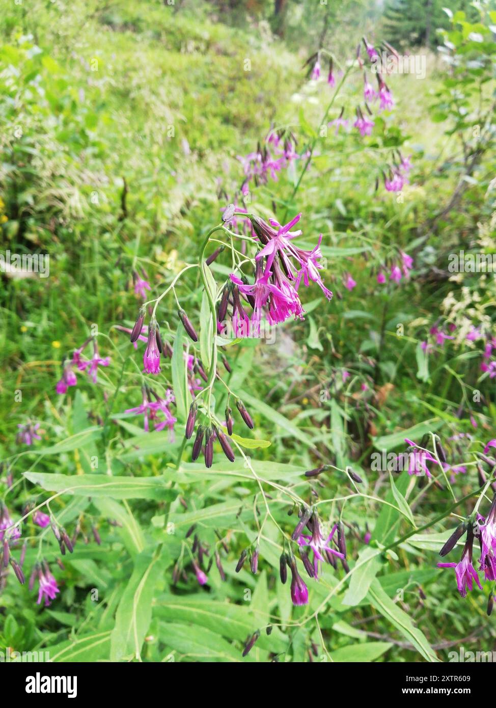 purple lettuce (Prenanthes purpurea) Plantae Stock Photo - Alamy