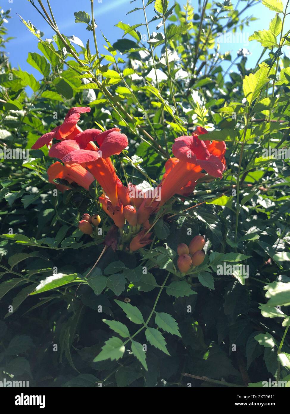 American trumpet vine (Campsis radicans) Plantae Stock Photo - Alamy