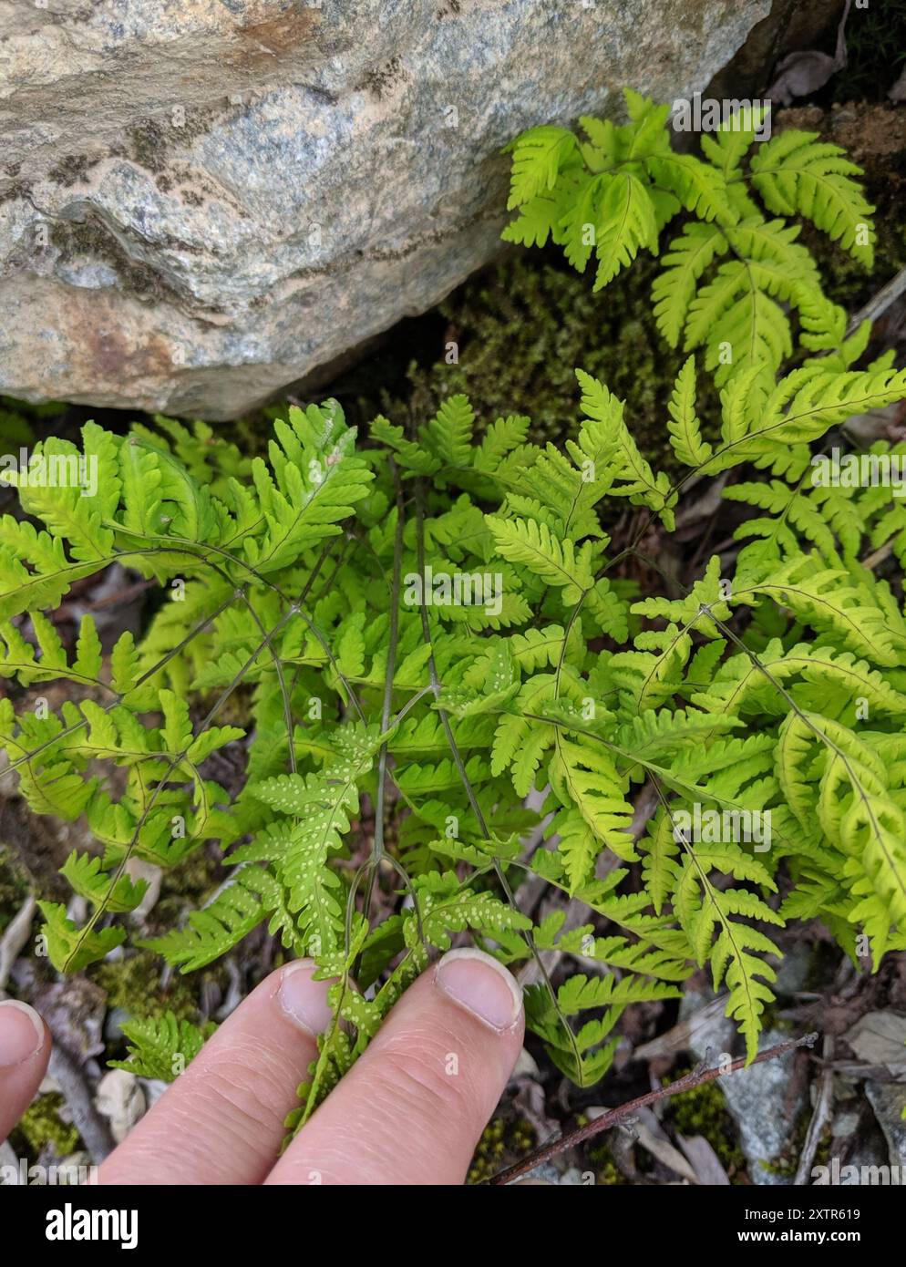 northern oak fern (Gymnocarpium dryopteris) Plantae Stock Photo - Alamy