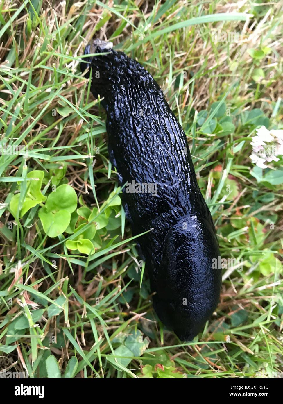 Arion Slugs (Arion) Mollusca Stock Photo - Alamy