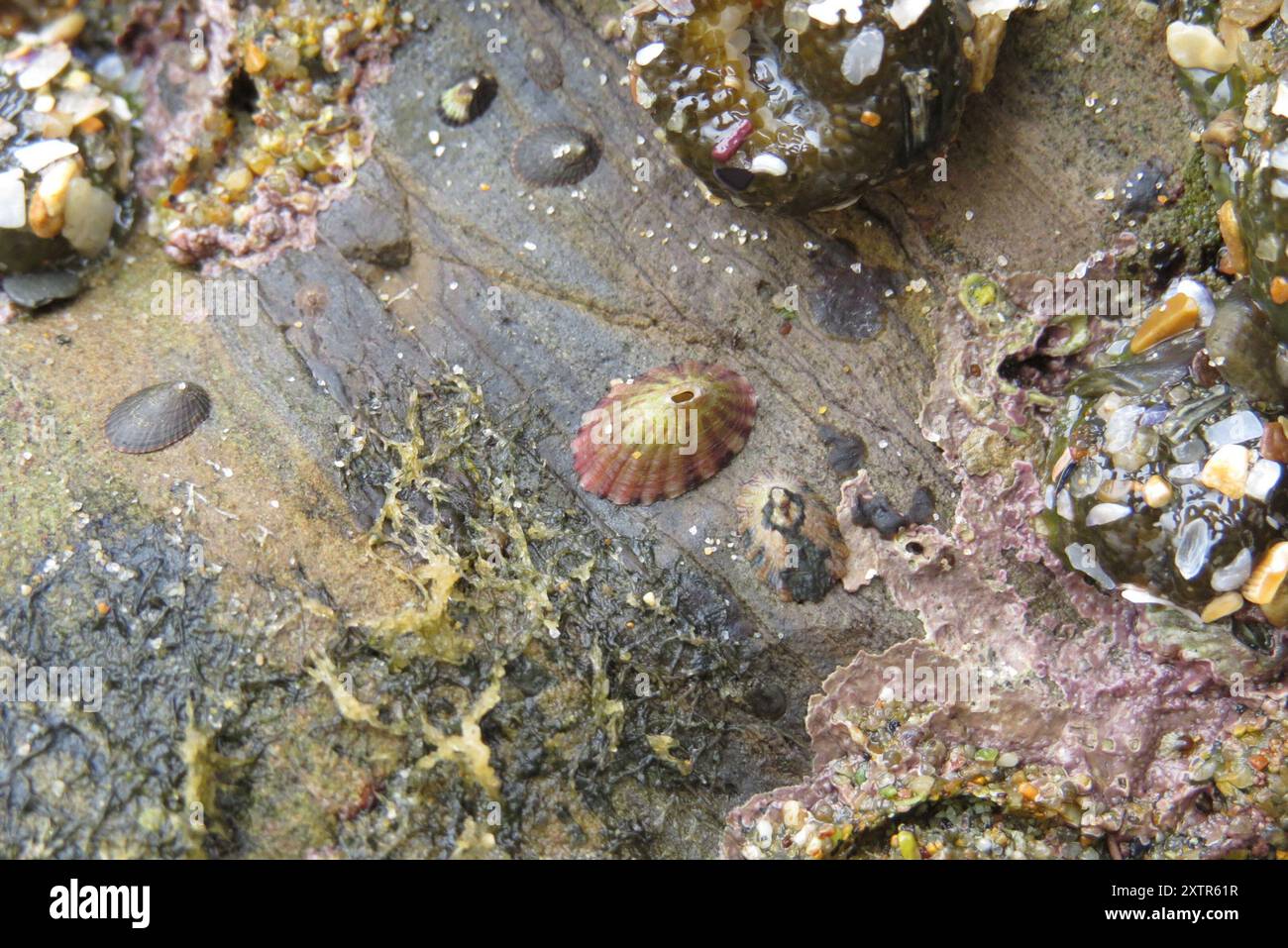 Rough Limpet (Lottia scabra) Mollusca Stock Photo - Alamy