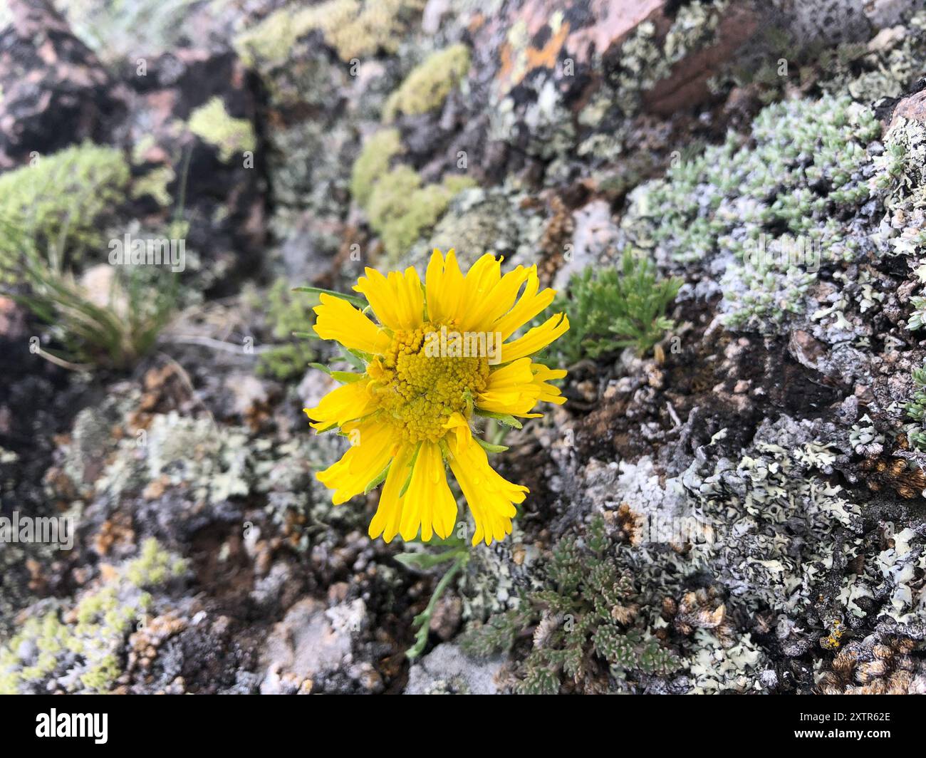 Alpine Sunflower (Hymenoxys grandiflora) Plantae Stock Photo - Alamy