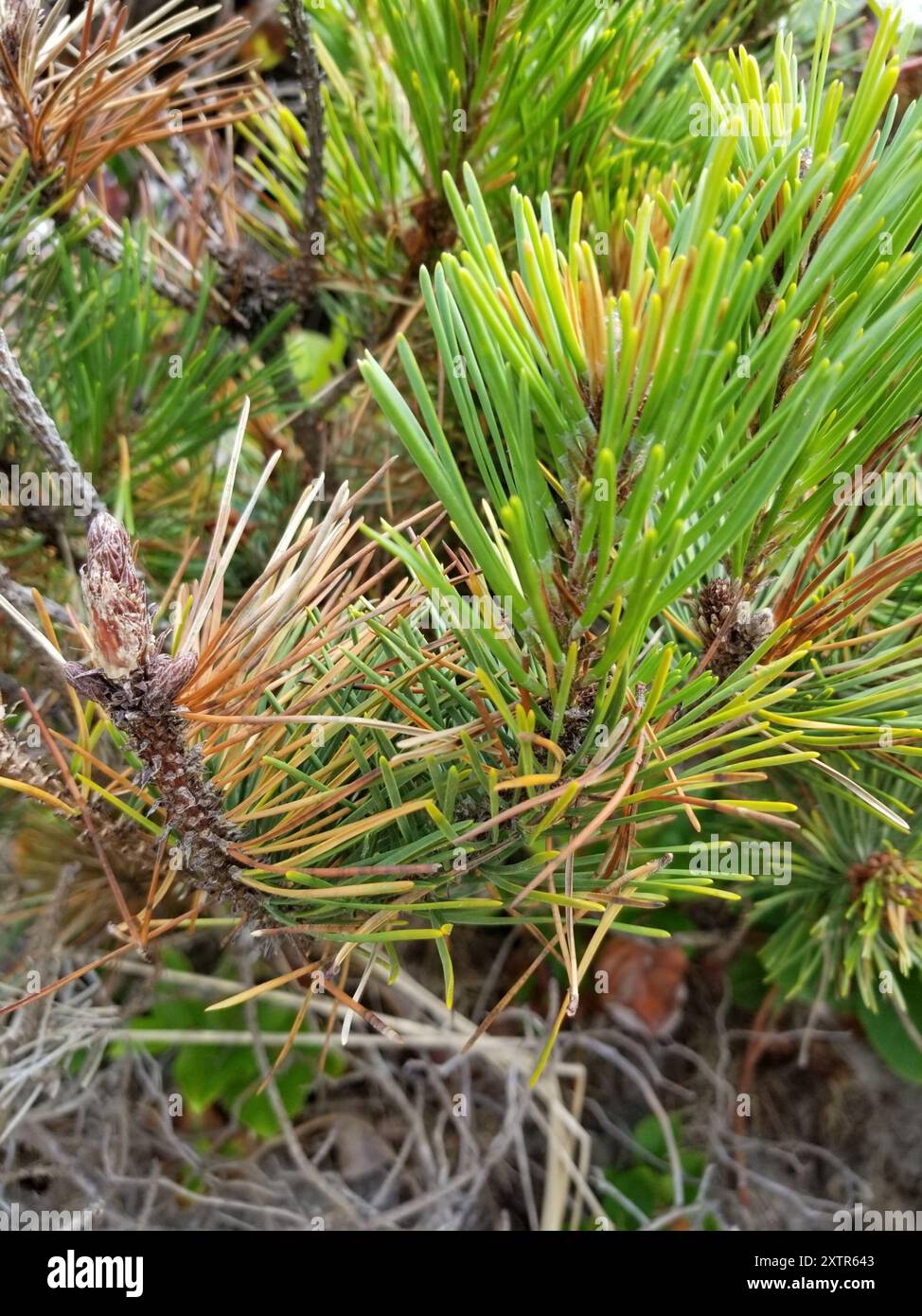 Shore Pine (Pinus contorta contorta) Plantae Stock Photo - Alamy