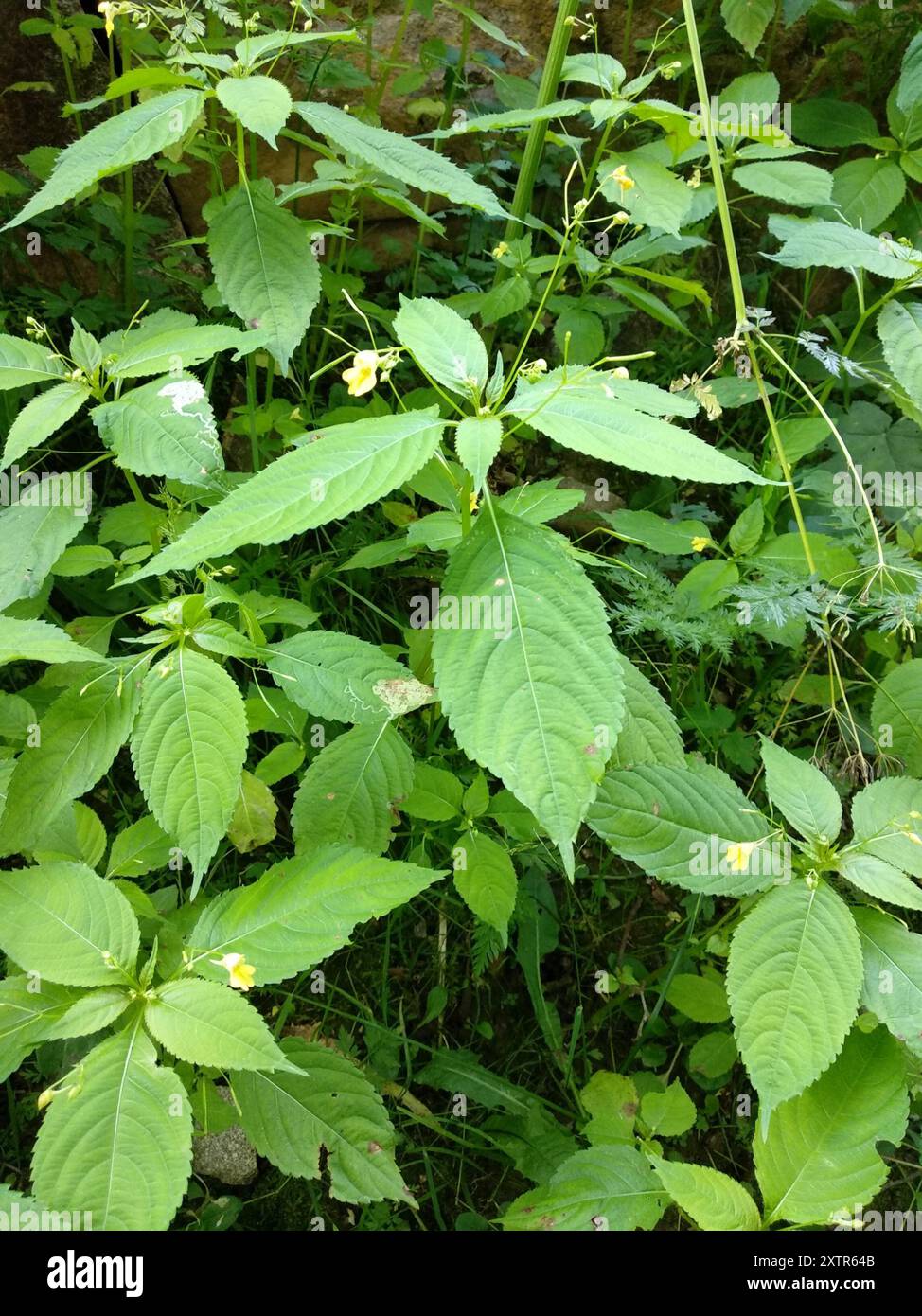small balsam (Impatiens parviflora) Plantae Stock Photo - Alamy