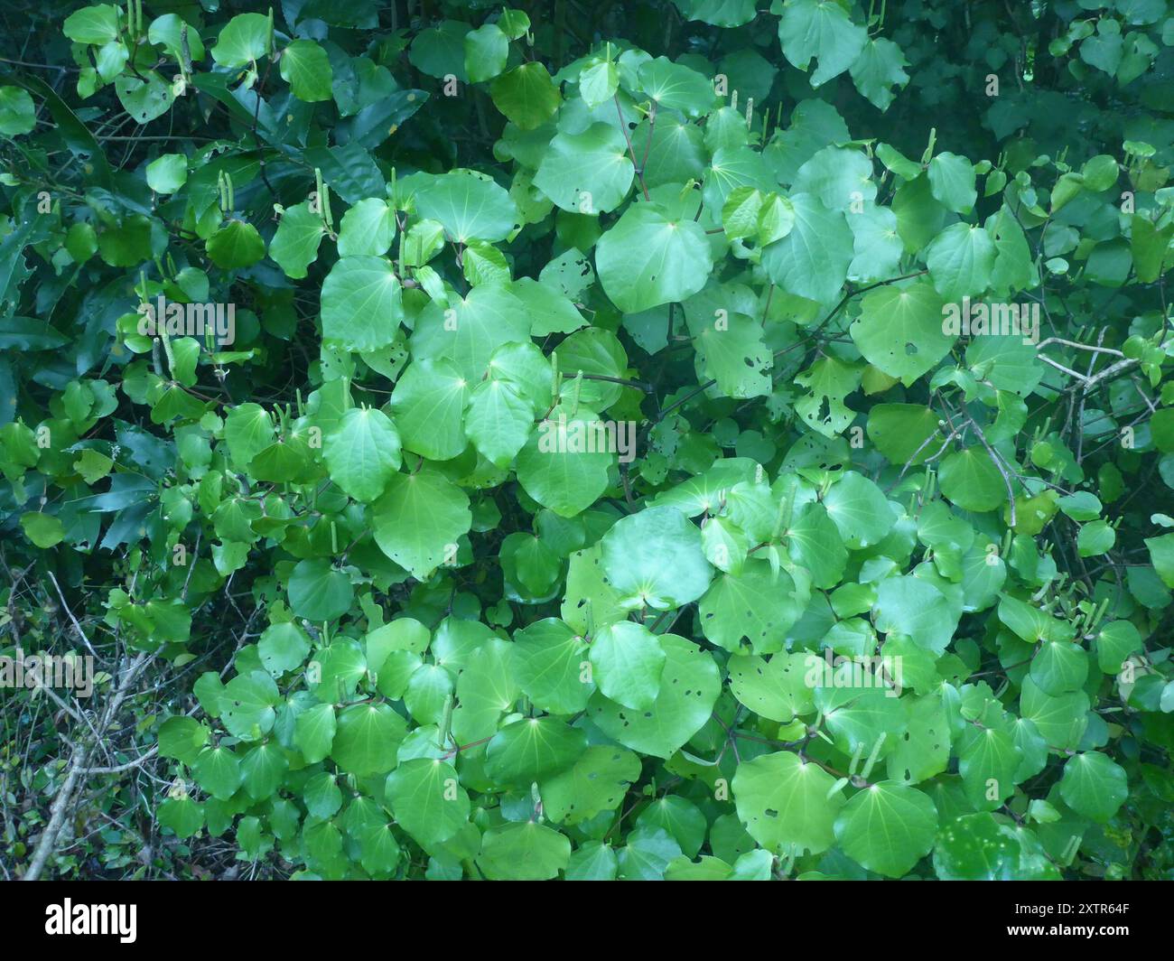 Kawakawa (Piper excelsum) Plantae Stock Photo - Alamy